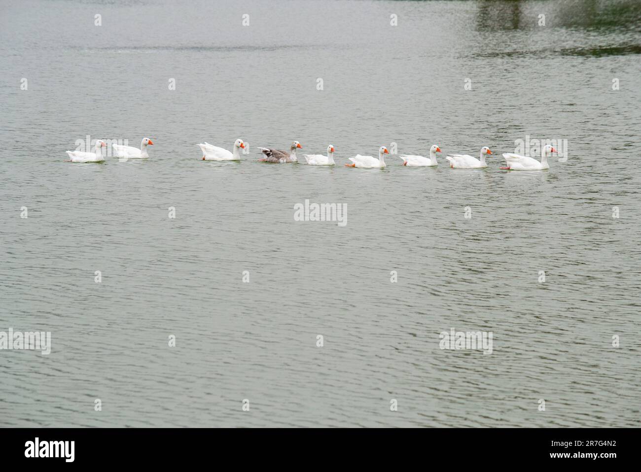 Spotted geese hi-res stock photography and images - Alamy