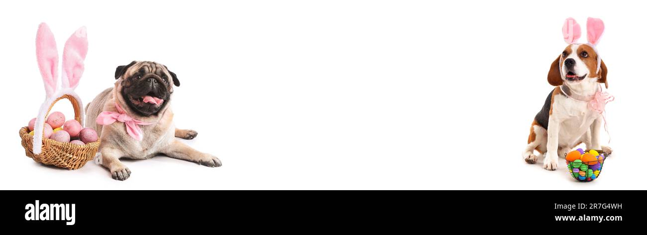 Cute dogs with Easter bunny ears and painted eggs in baskets on white ...