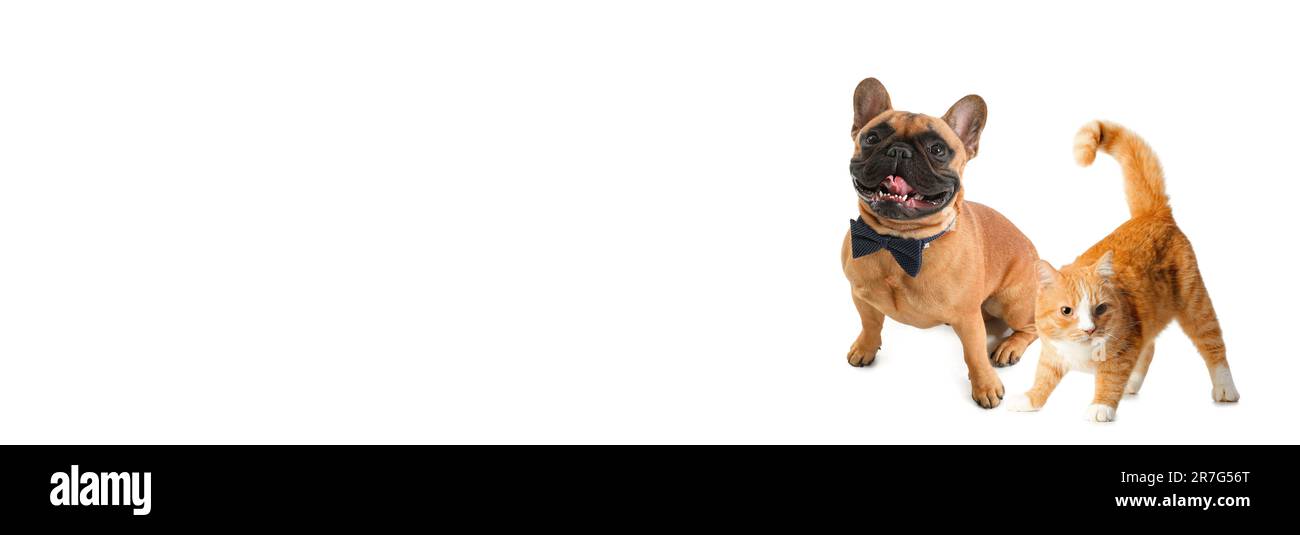 Cute French bulldog and ginger cat on white background. Banner for ...