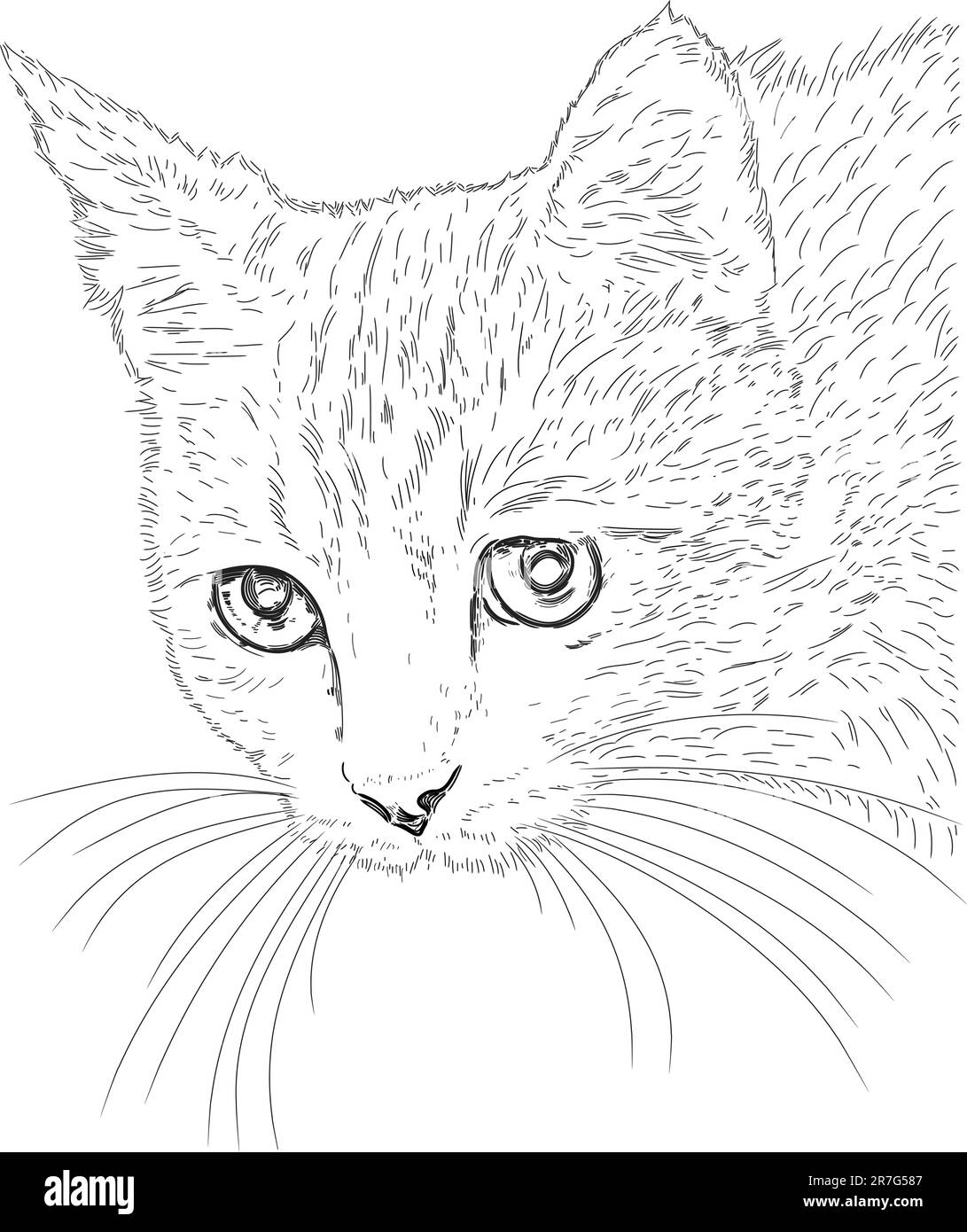 Cat drawing vector Stock Vector Image & Art - Alamy