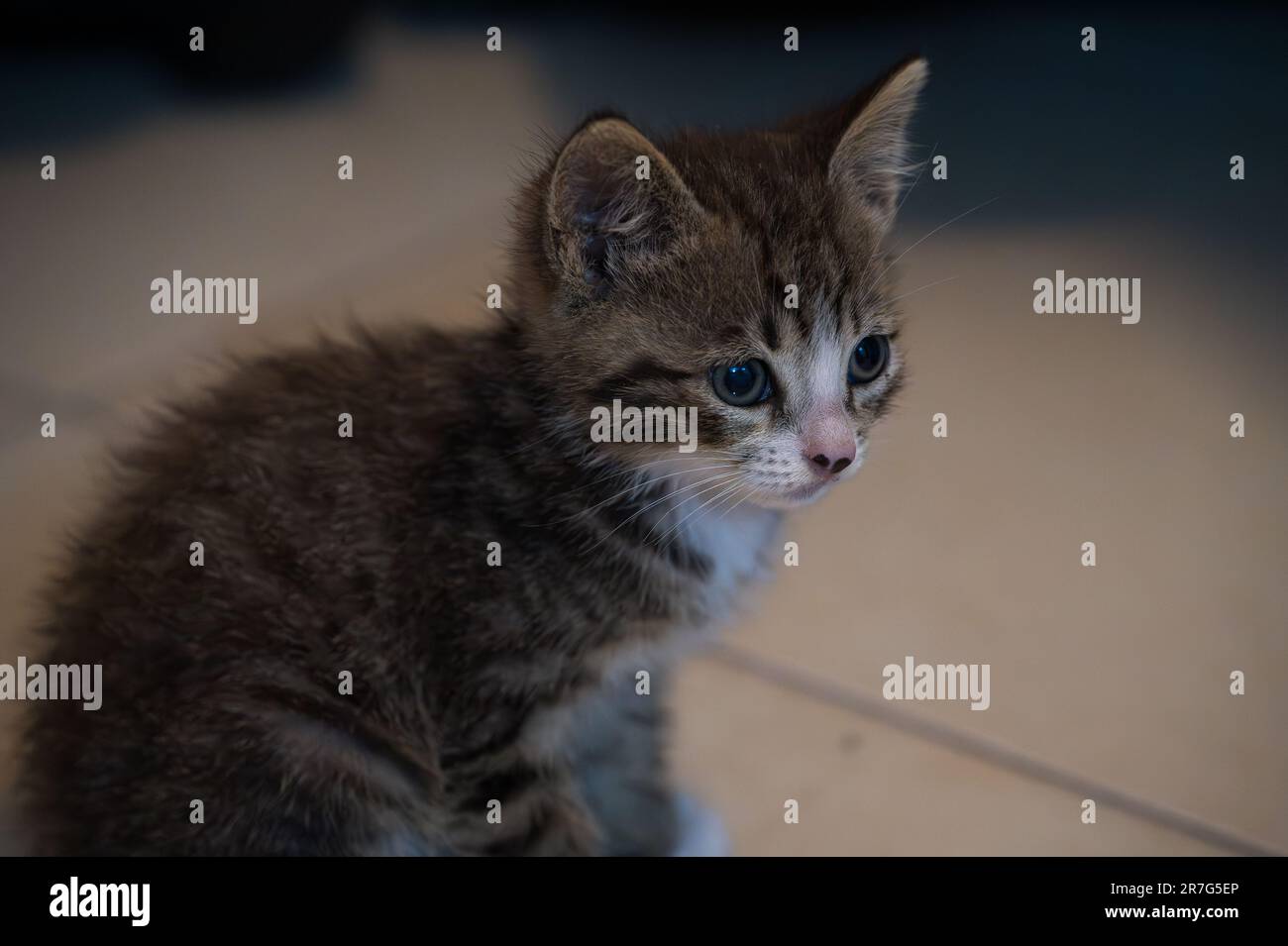 The domestic cat is a small carnivorous mammal belonging to the Felidae ...