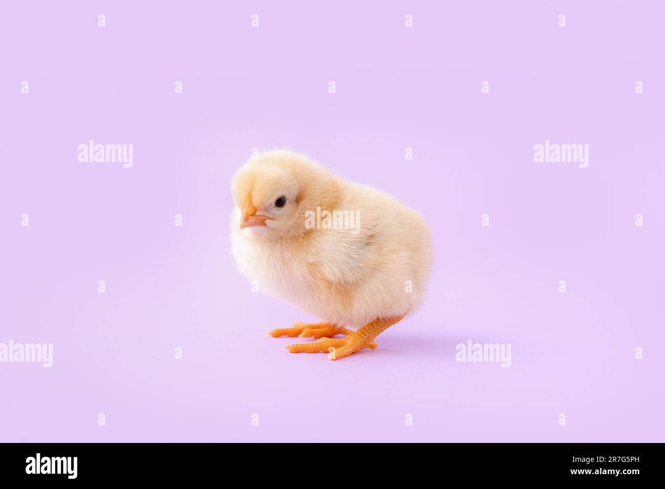 Cute little chick on lilac background Stock Photo - Alamy