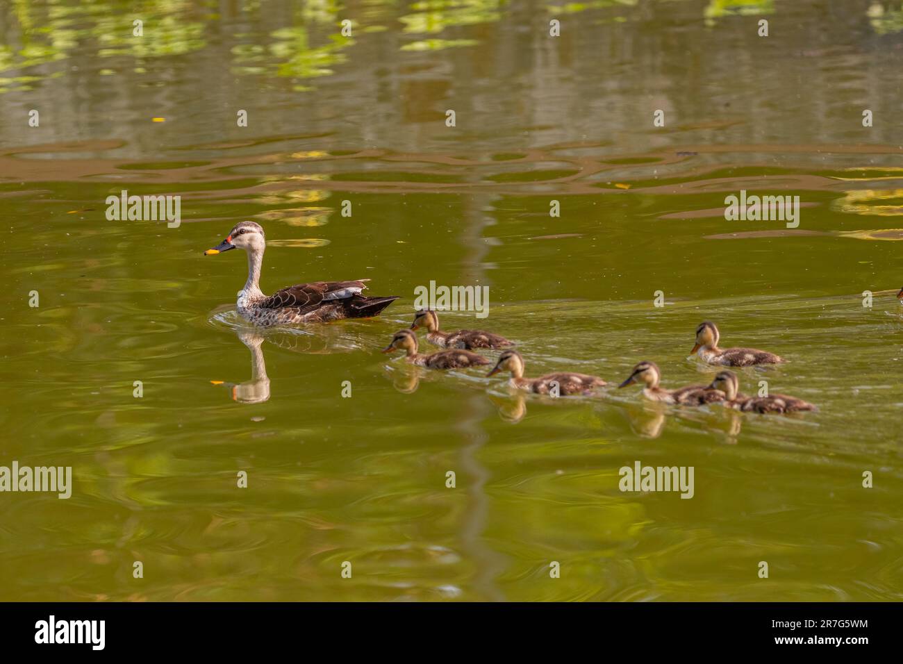 A Spot billed duck and its six ducklings Stock Photo - Alamy