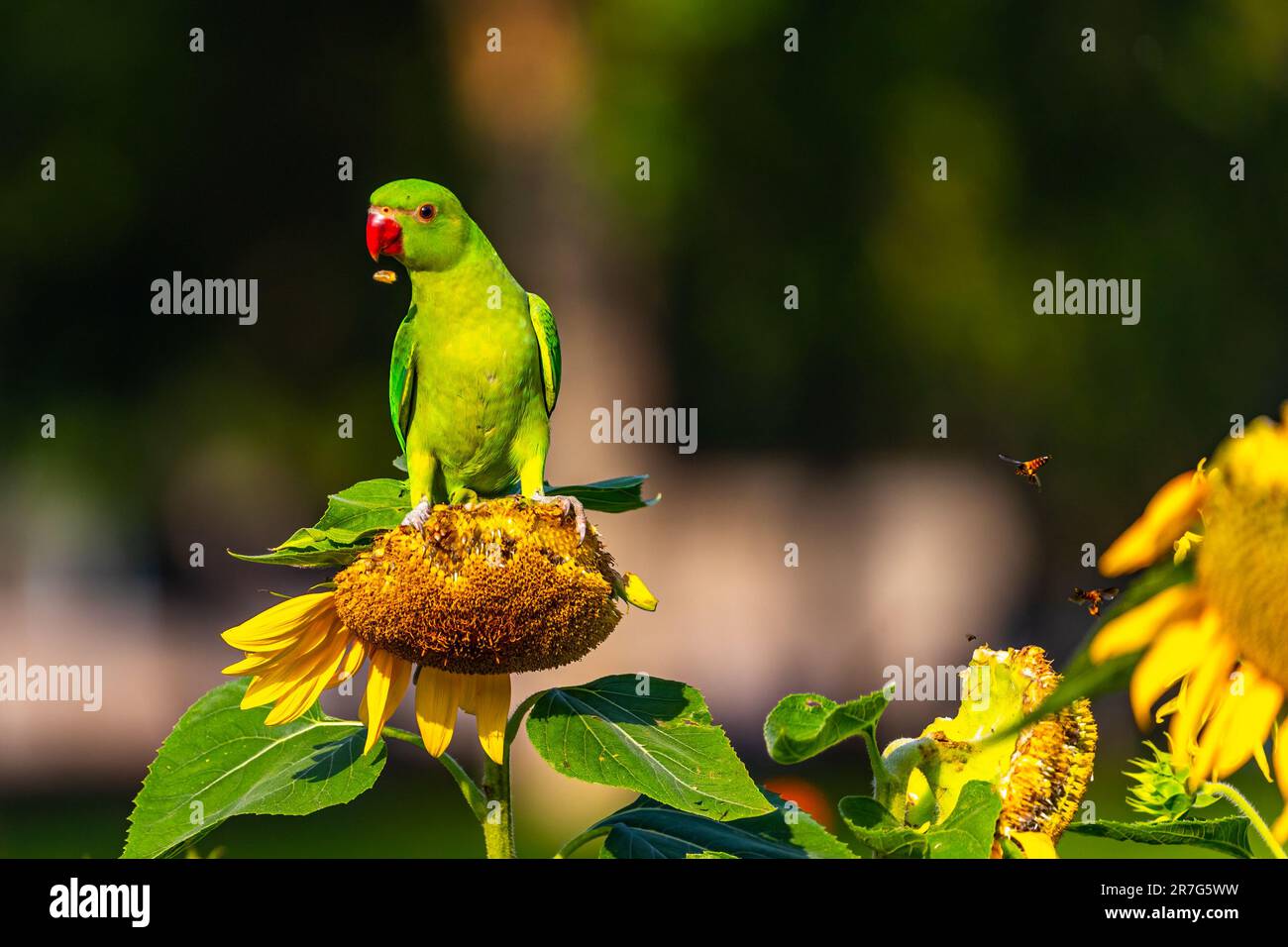 European parrot species hi-res stock photography and images - Alamy