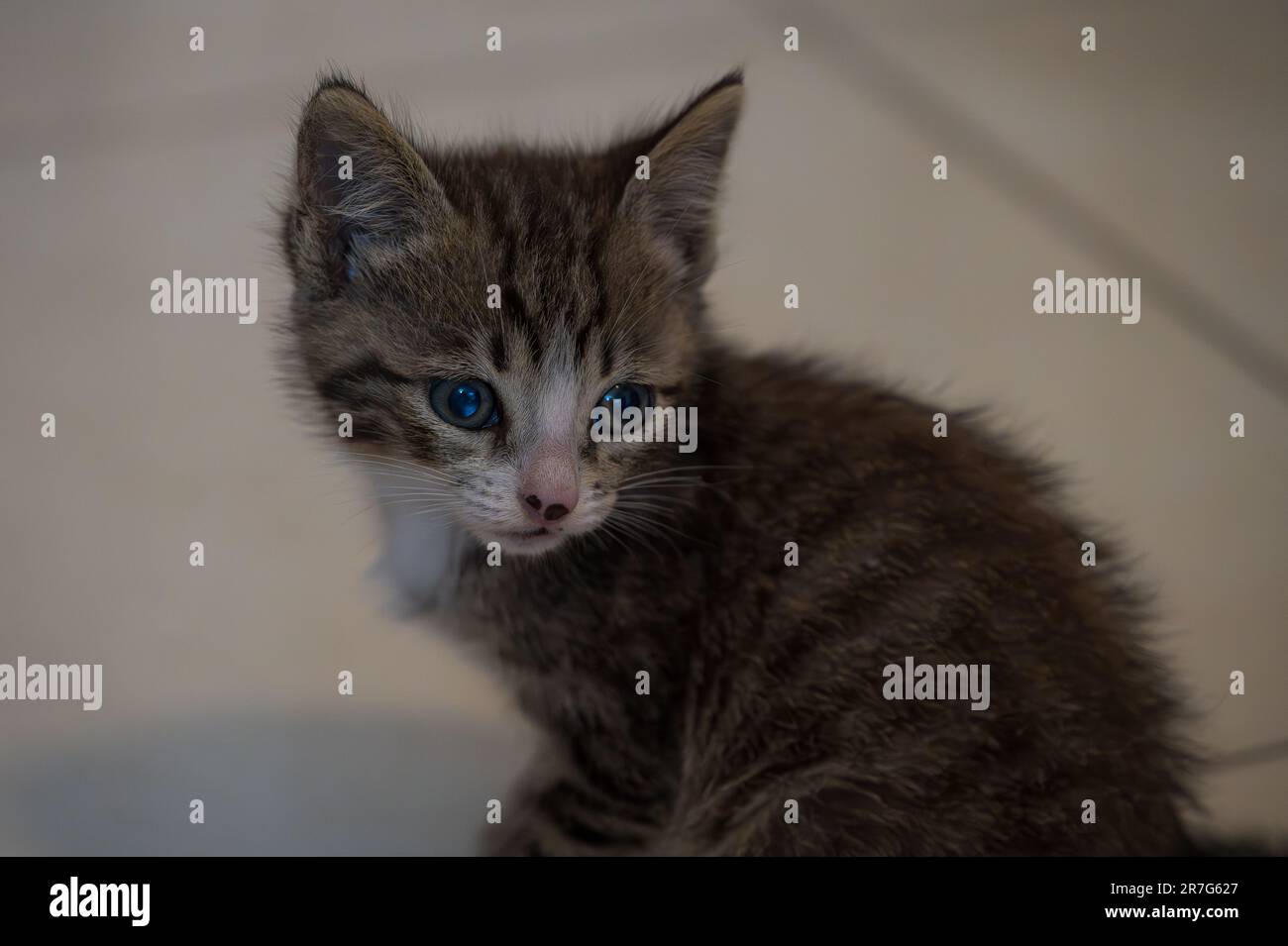 The domestic cat is a small carnivorous mammal belonging to the Felidae ...