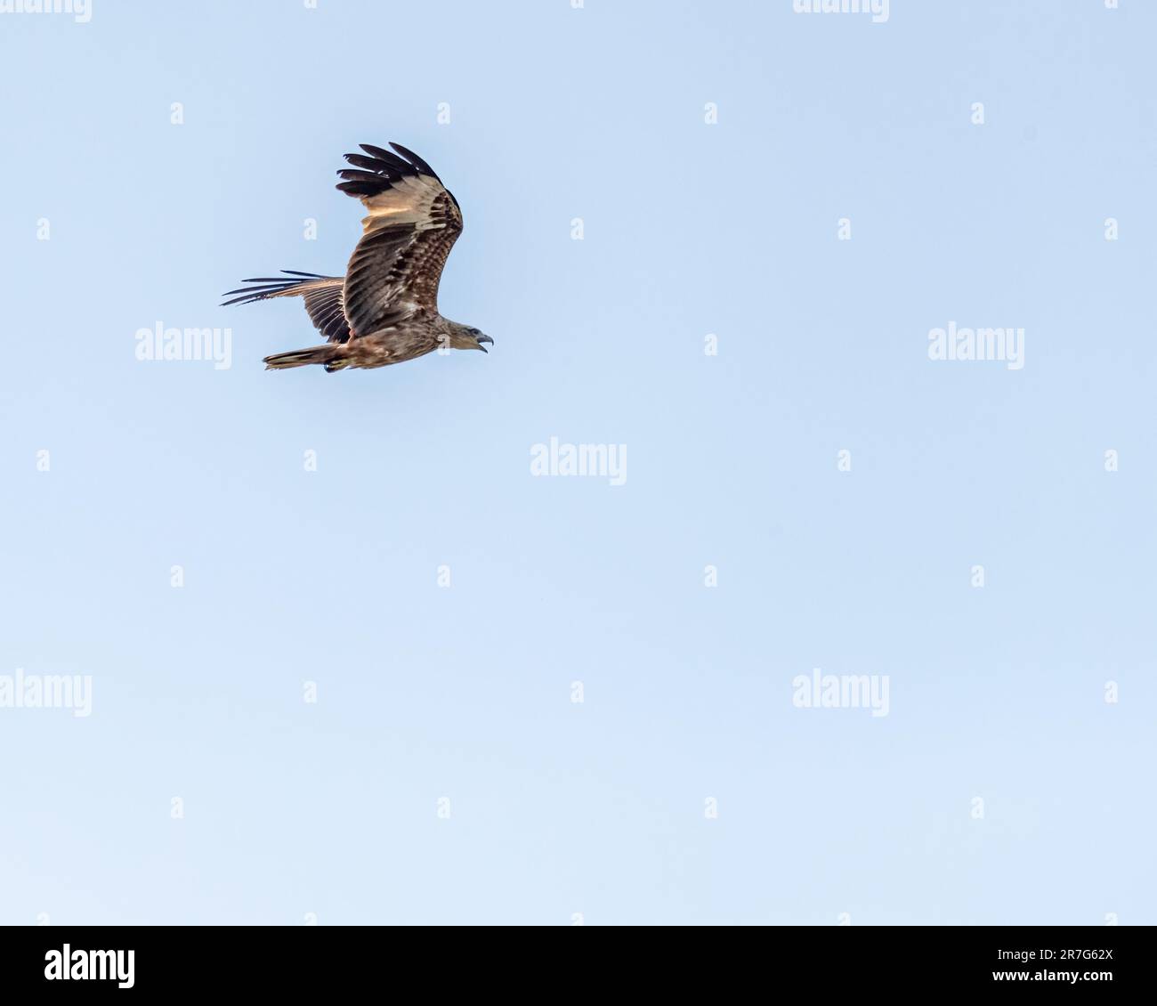 Fish eagle calling hi-res stock photography and images - Alamy