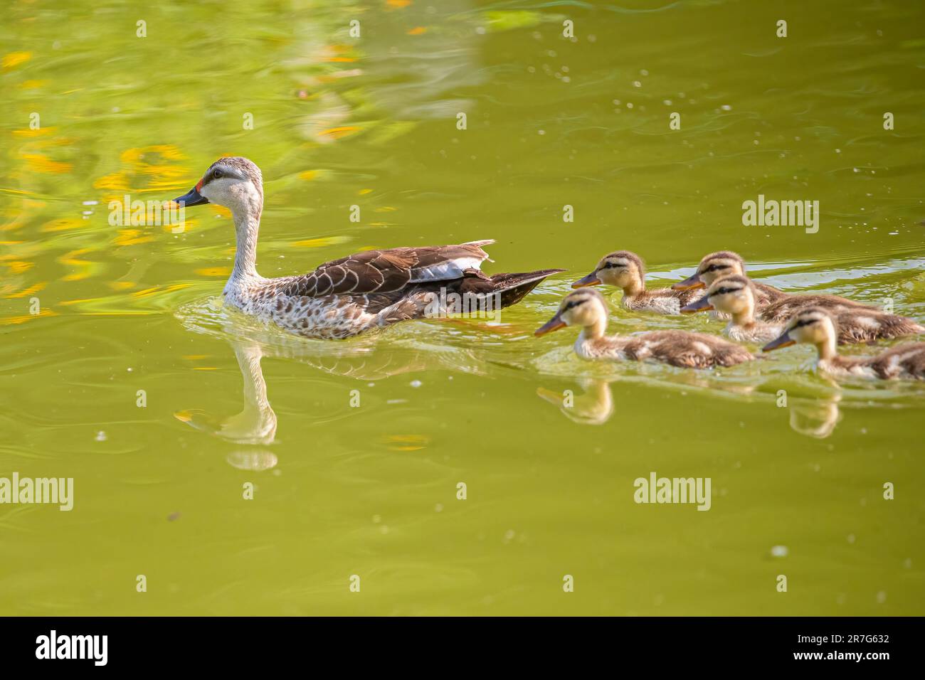 A Spot billed Duck with five ducklings Stock Photo - Alamy