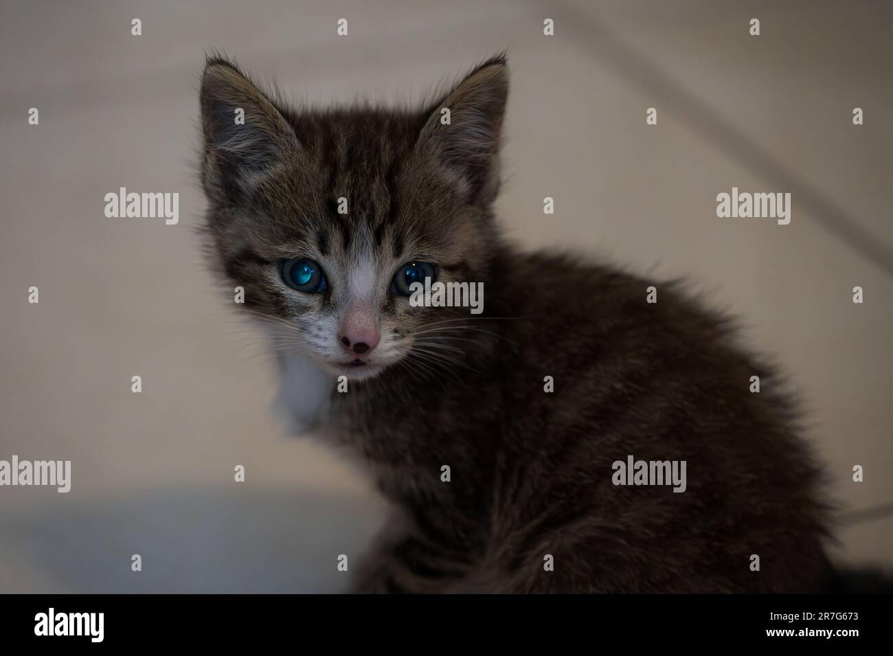 The domestic cat is a small carnivorous mammal belonging to the Felidae ...