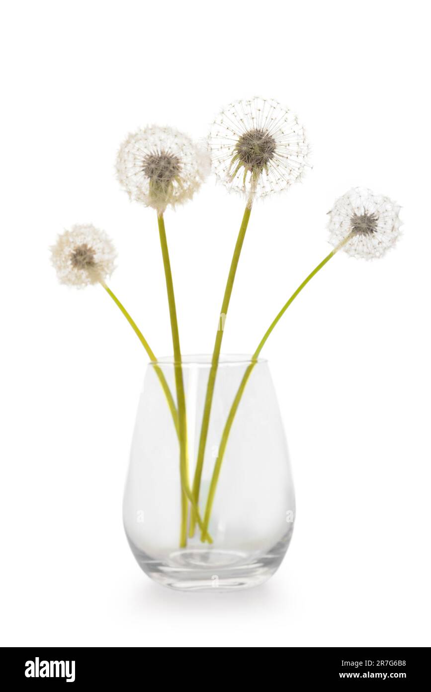 Vase with dandelion flowers on white background Stock Photo - Alamy