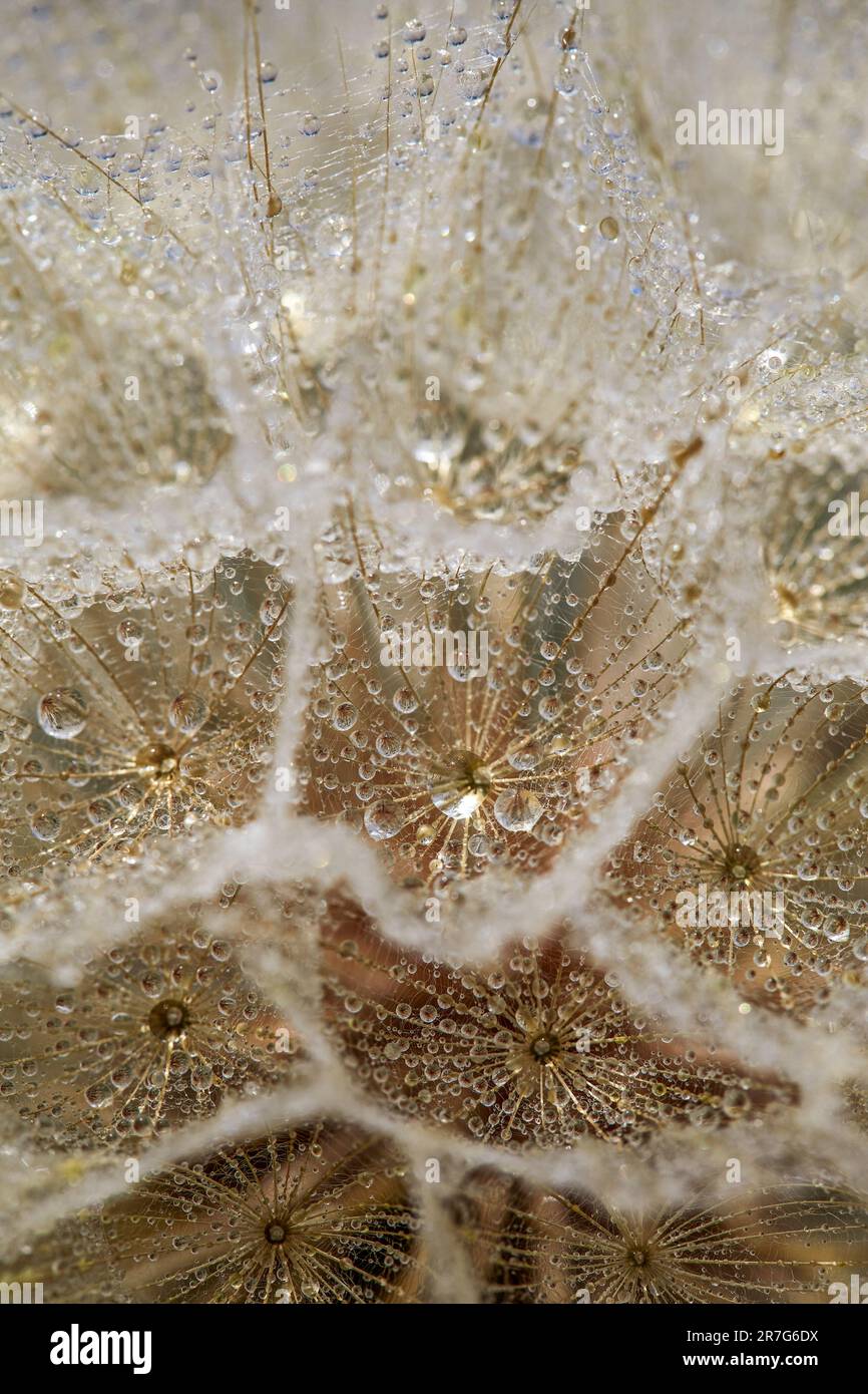 Pastel natural background. Tragopogon pratensis. Closeup of seeds with ...