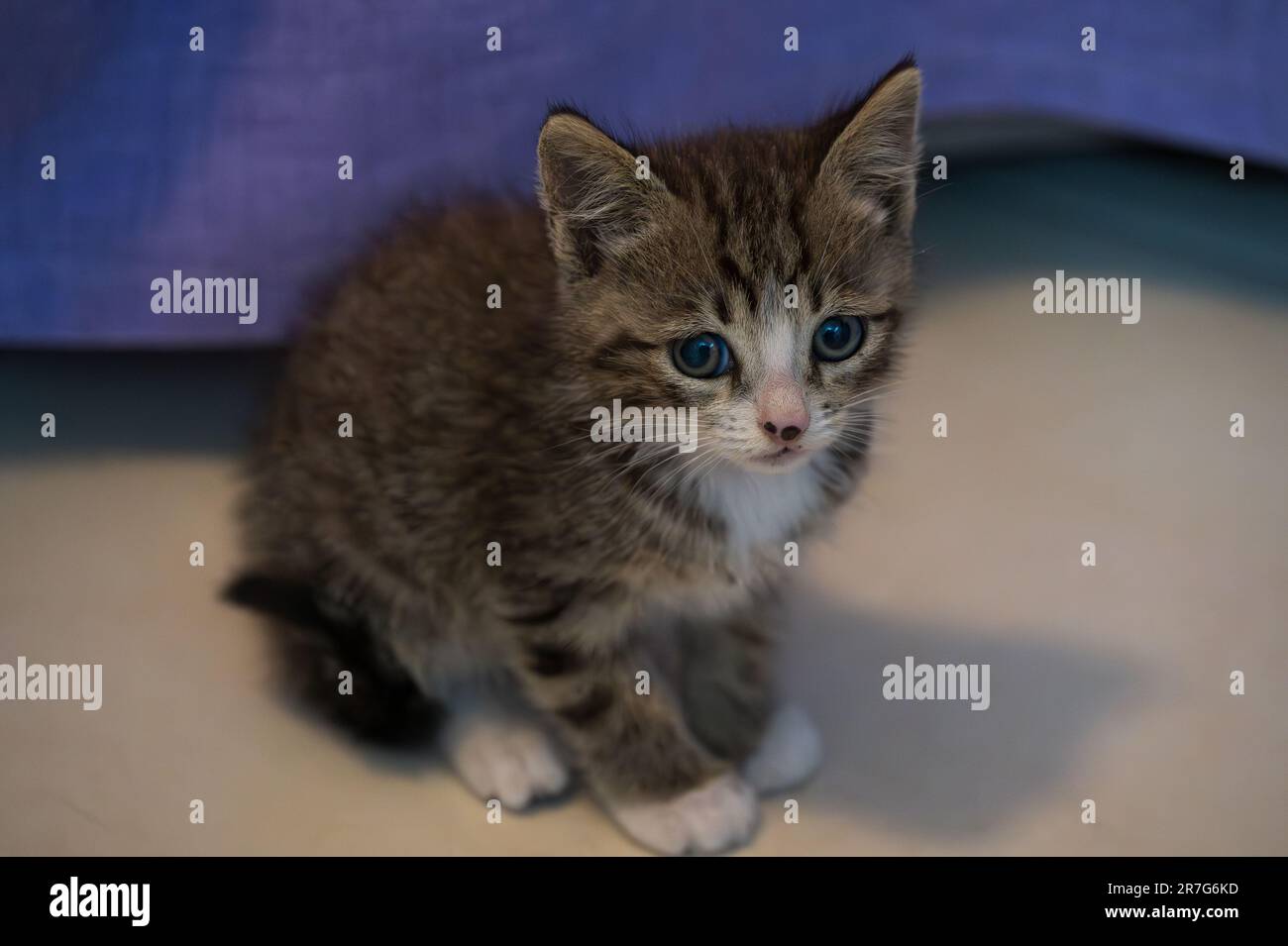 The domestic cat is a small carnivorous mammal belonging to the Felidae ...