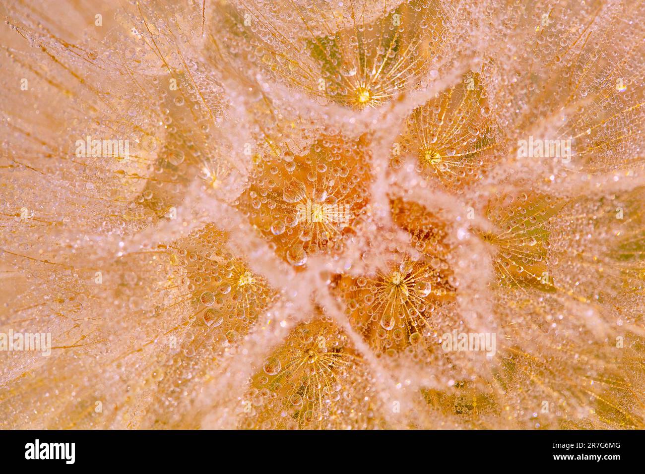 Close-up of dandelions in dew. Blurred pastel yellow abstract ...