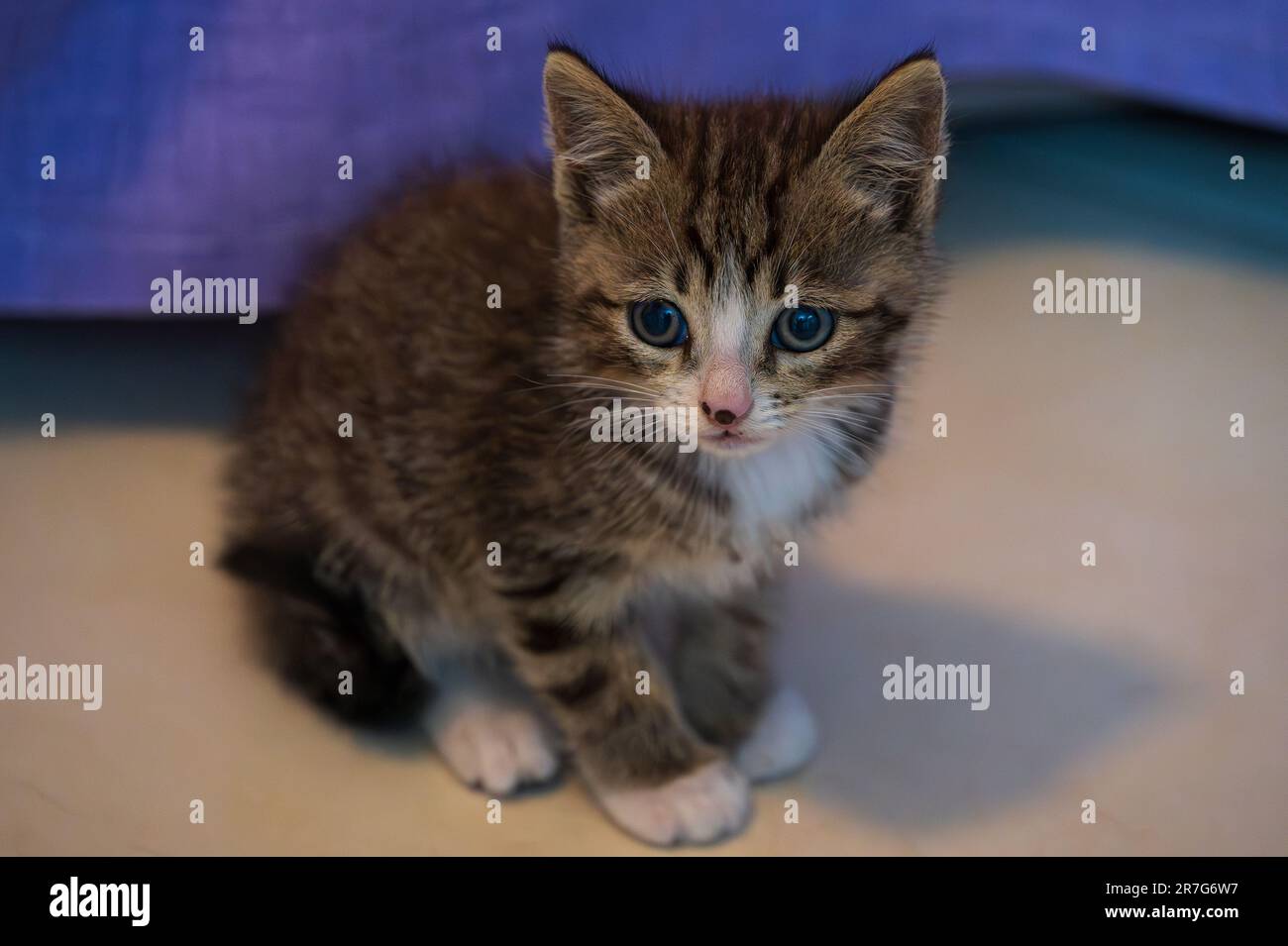 The domestic cat is a small carnivorous mammal belonging to the Felidae ...