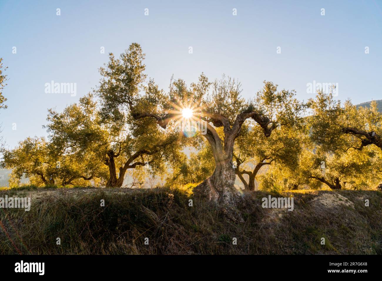 A scenic landscape featuring two trees standing side by side atop a ...