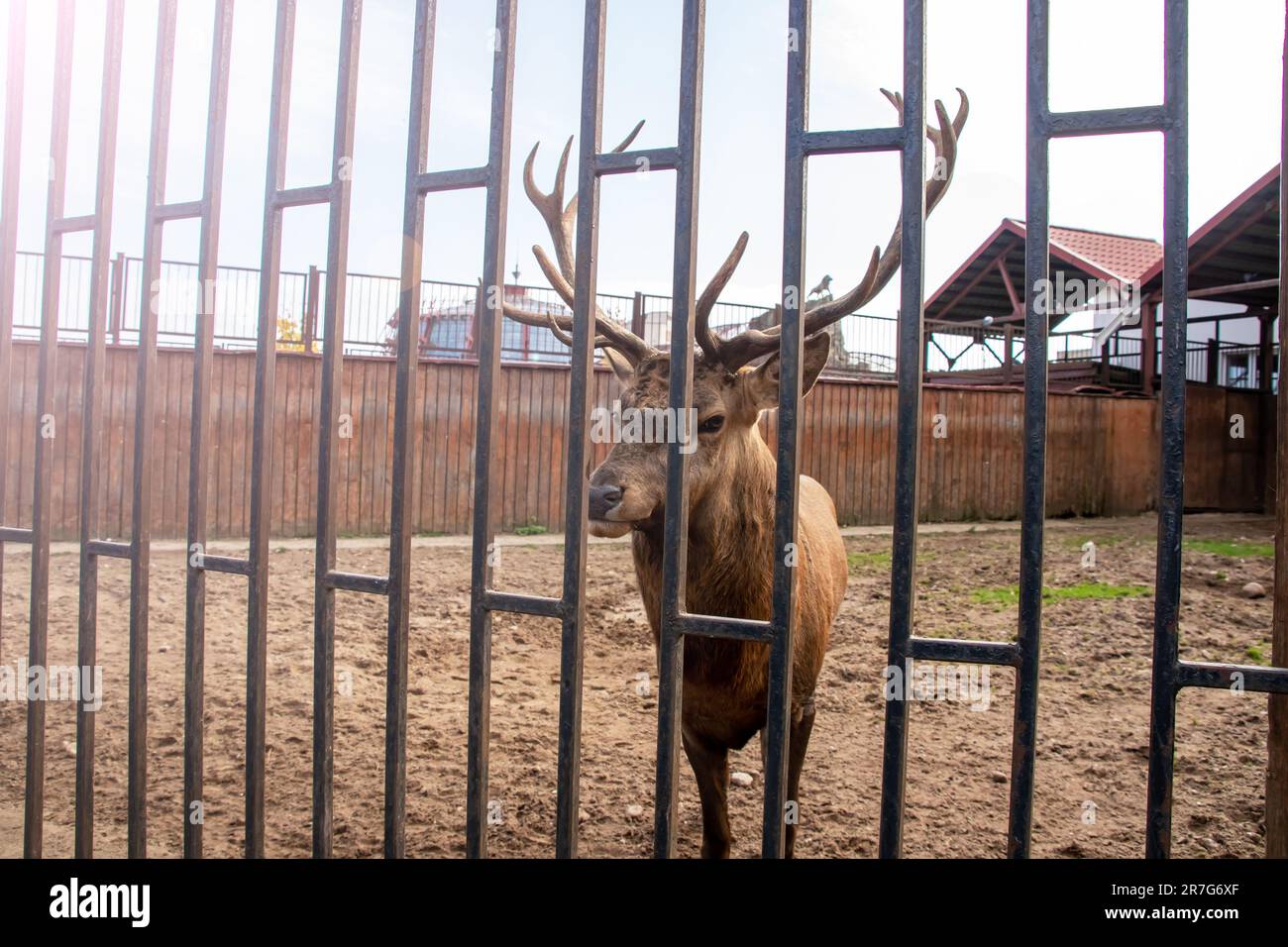 Aviary bars hi-res stock photography and images - Alamy