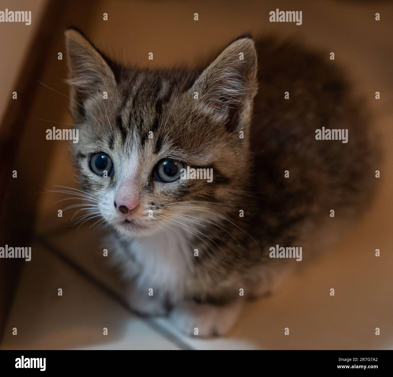 The domestic cat is a small carnivorous mammal belonging to the Felidae ...