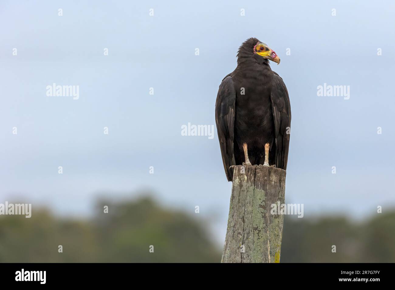 Lesser Yellow-headed vulture (Cathartes burrovianus) perched on a ...