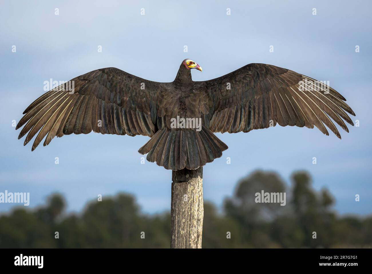 A Lesser Yellow-headed vulture (Cathartes burrovianus) spreading its ...
