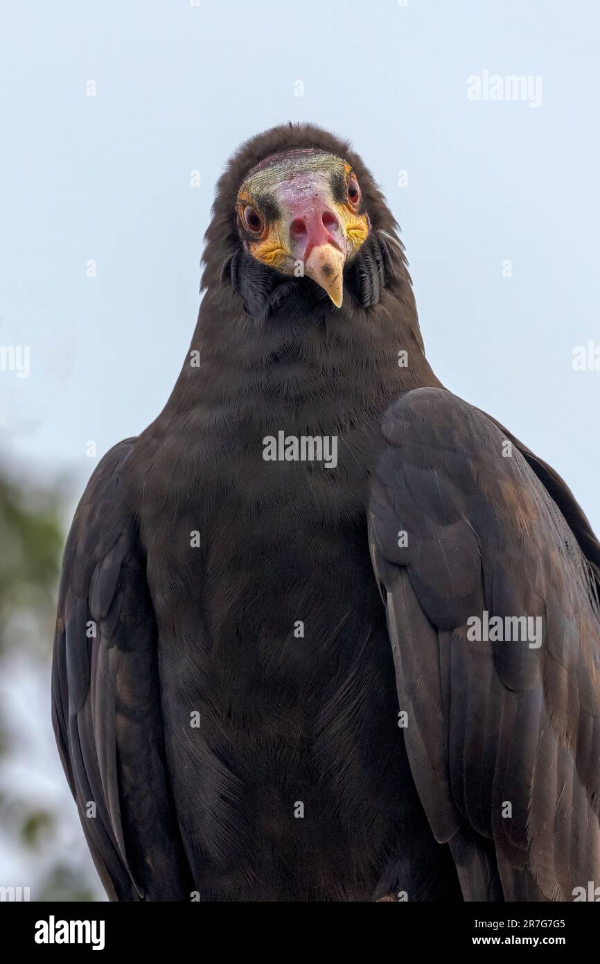 Closeup portrait of a Lesser Yellow-headed vulture (Cathartes ...