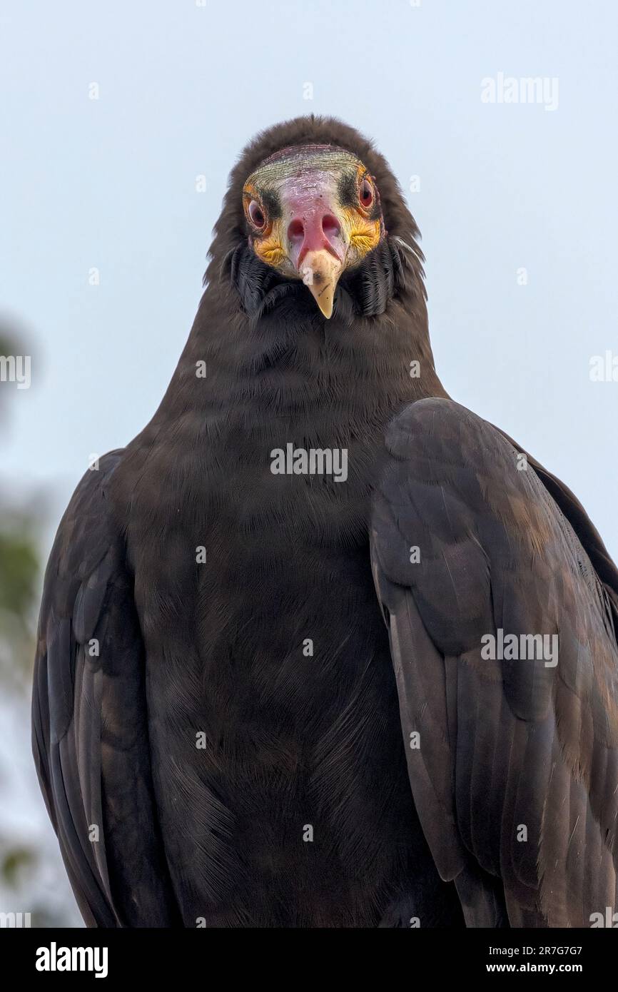 Closeup portrait of a Lesser Yellow-headed vulture (Cathartes ...