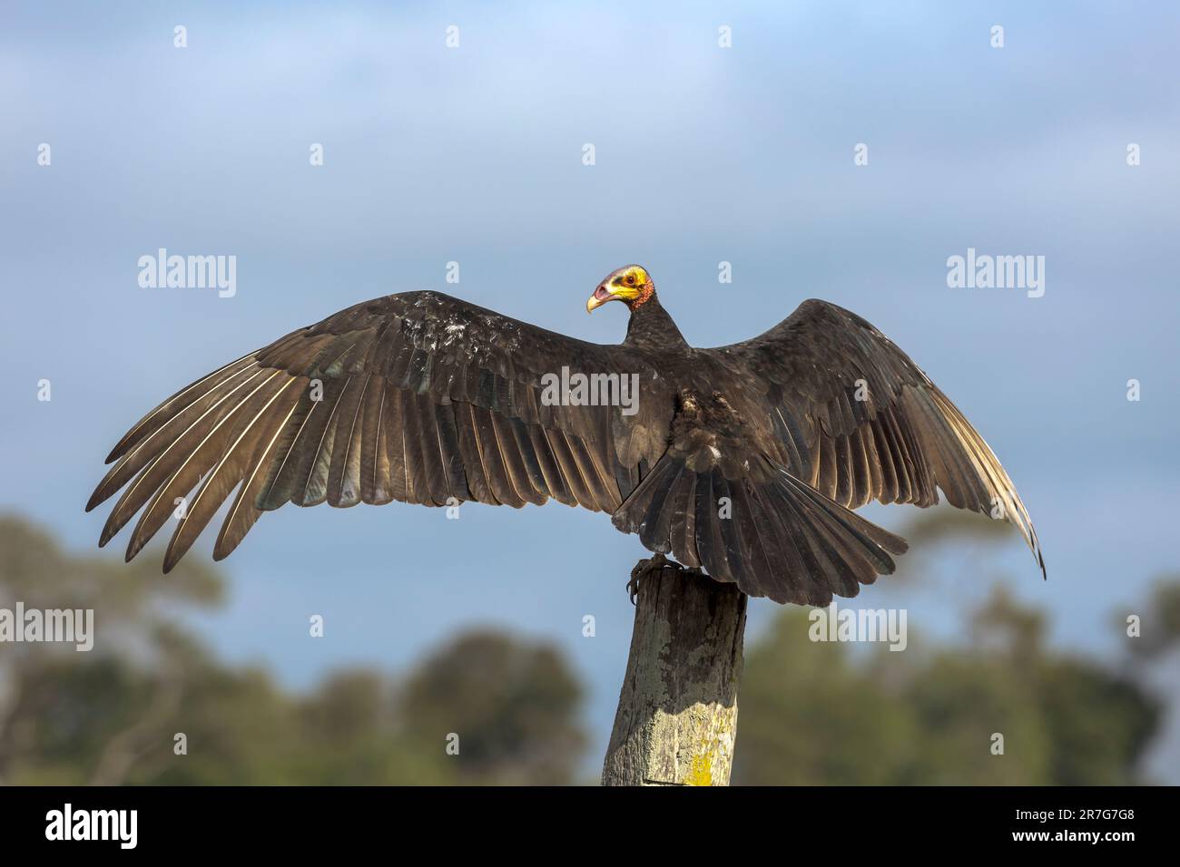 A Lesser Yellow-headed vulture (Cathartes burrovianus) spreading its ...