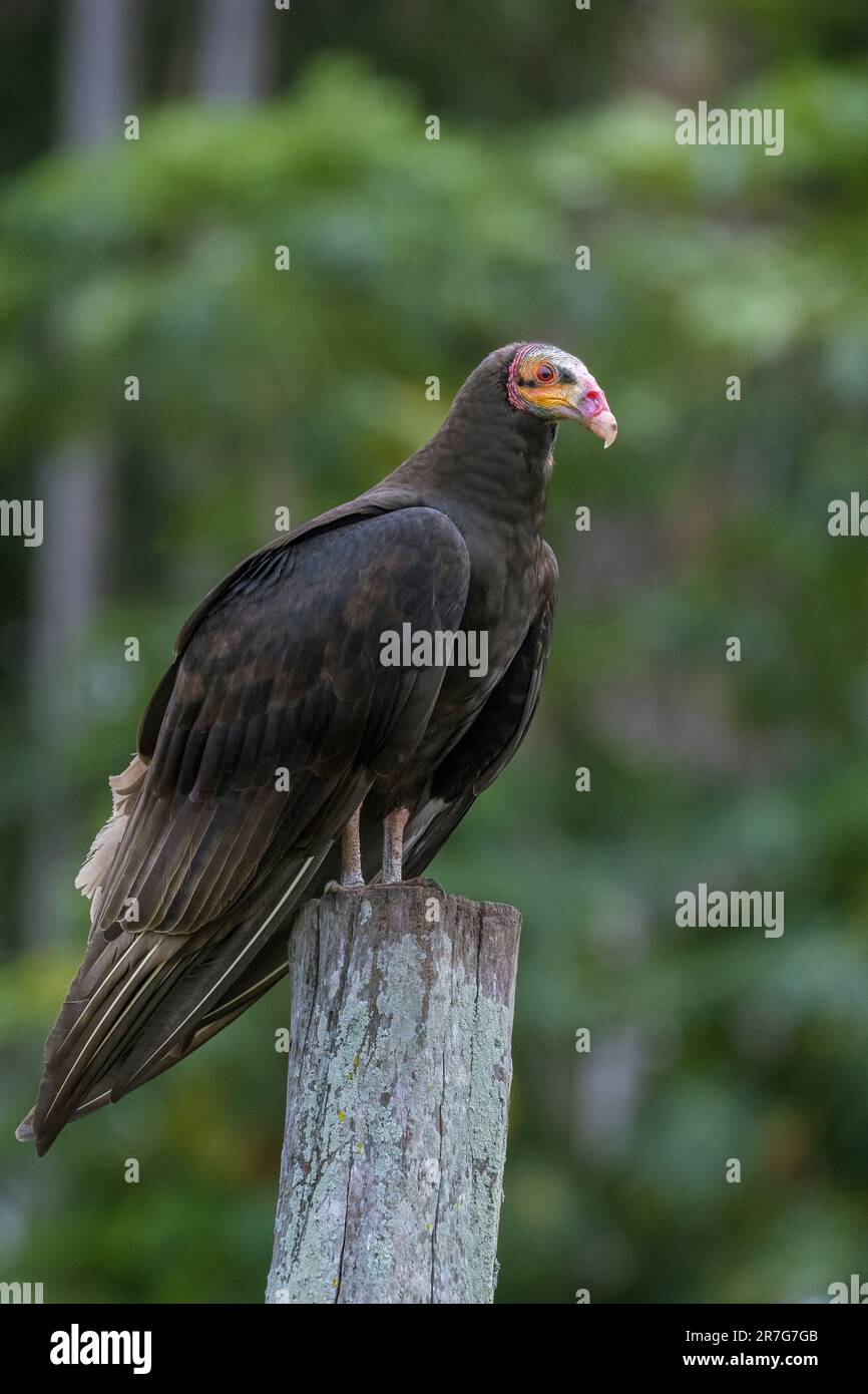 Vulture headed black hi-res stock photography and images - Alamy