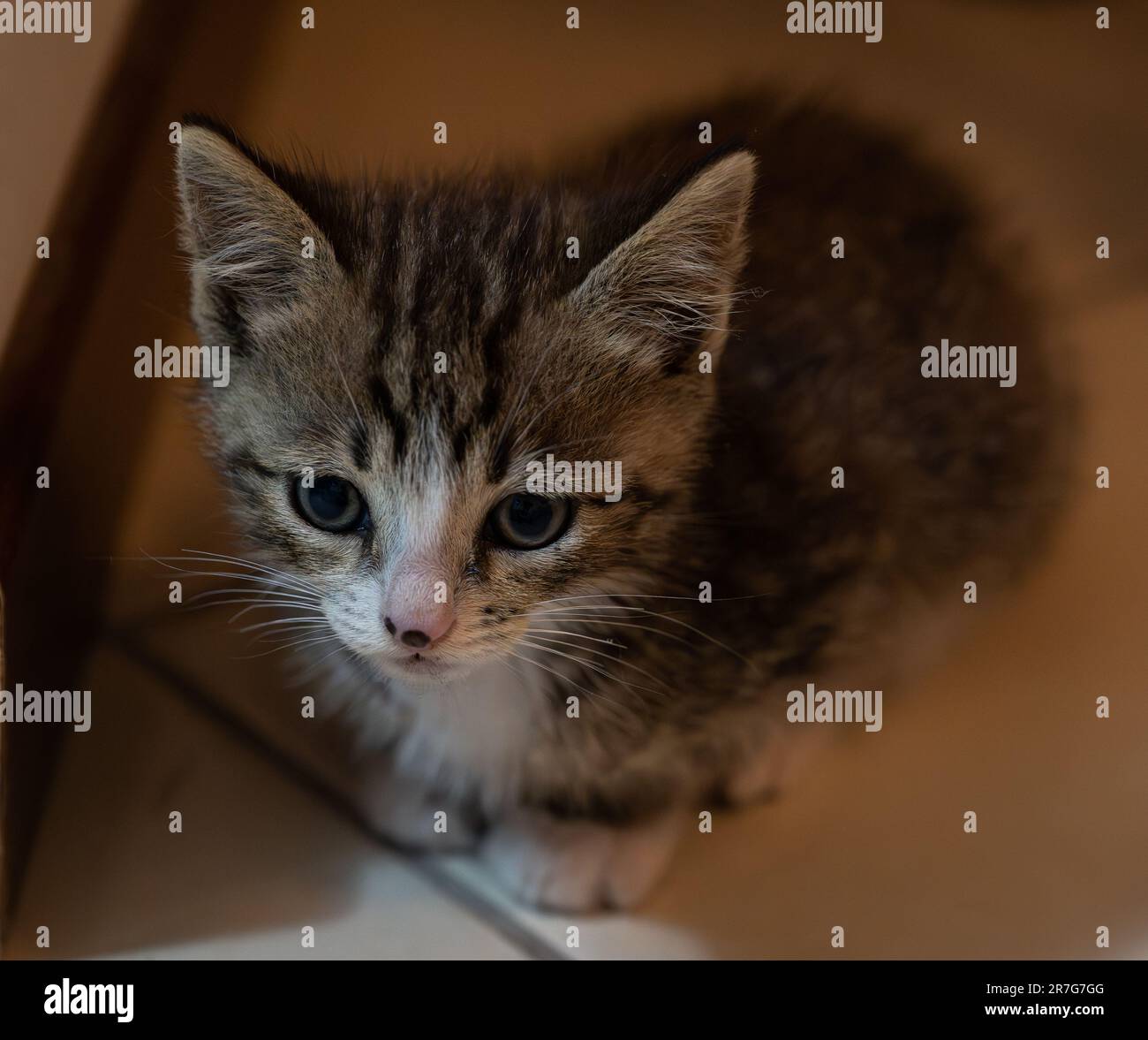 The domestic cat is a small carnivorous mammal belonging to the Felidae ...