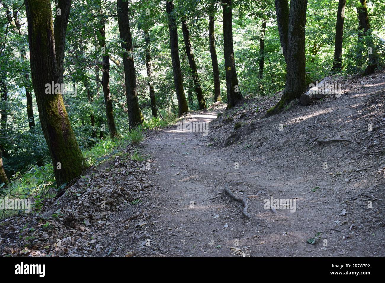 Westerwald steep path hi-res stock photography and images - Alamy