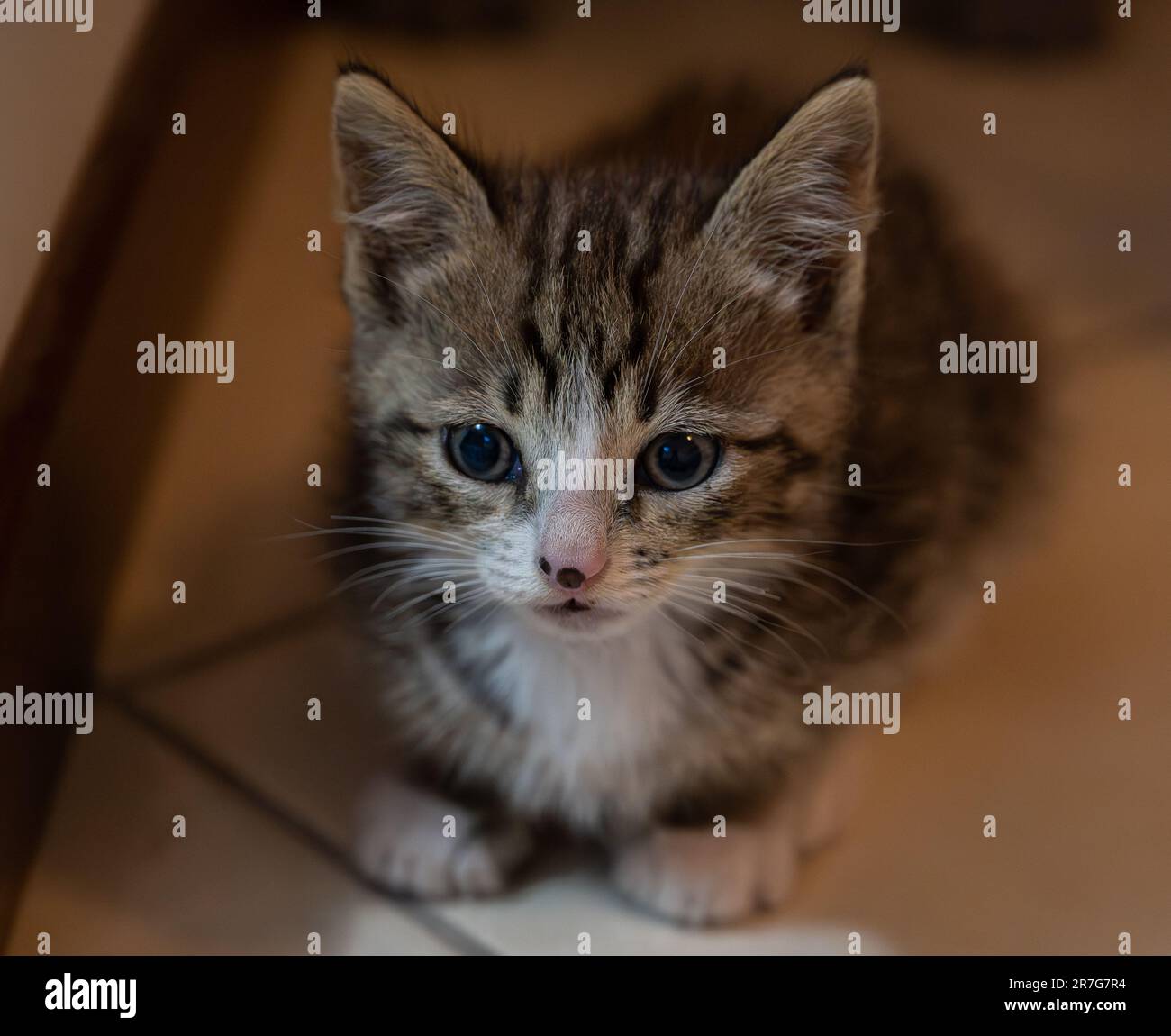 The domestic cat is a small carnivorous mammal belonging to the Felidae ...