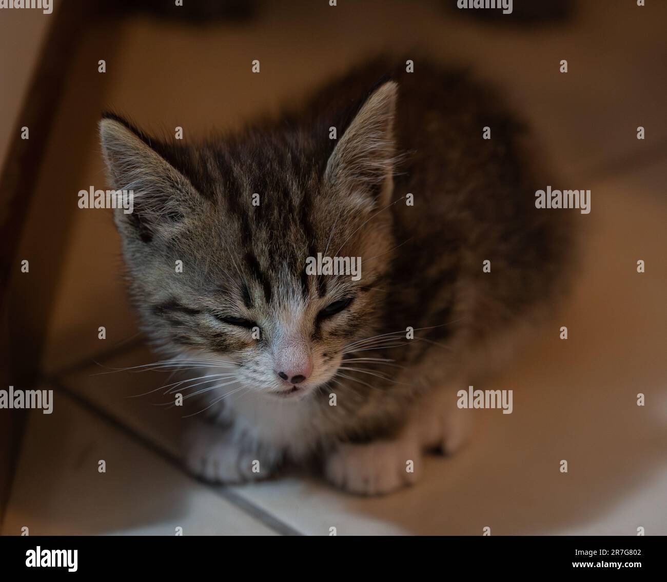 The domestic cat is a small carnivorous mammal belonging to the Felidae ...