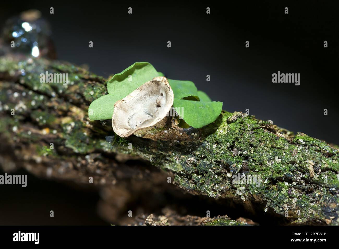 Cyathus olla hi-res stock photography and images - Alamy