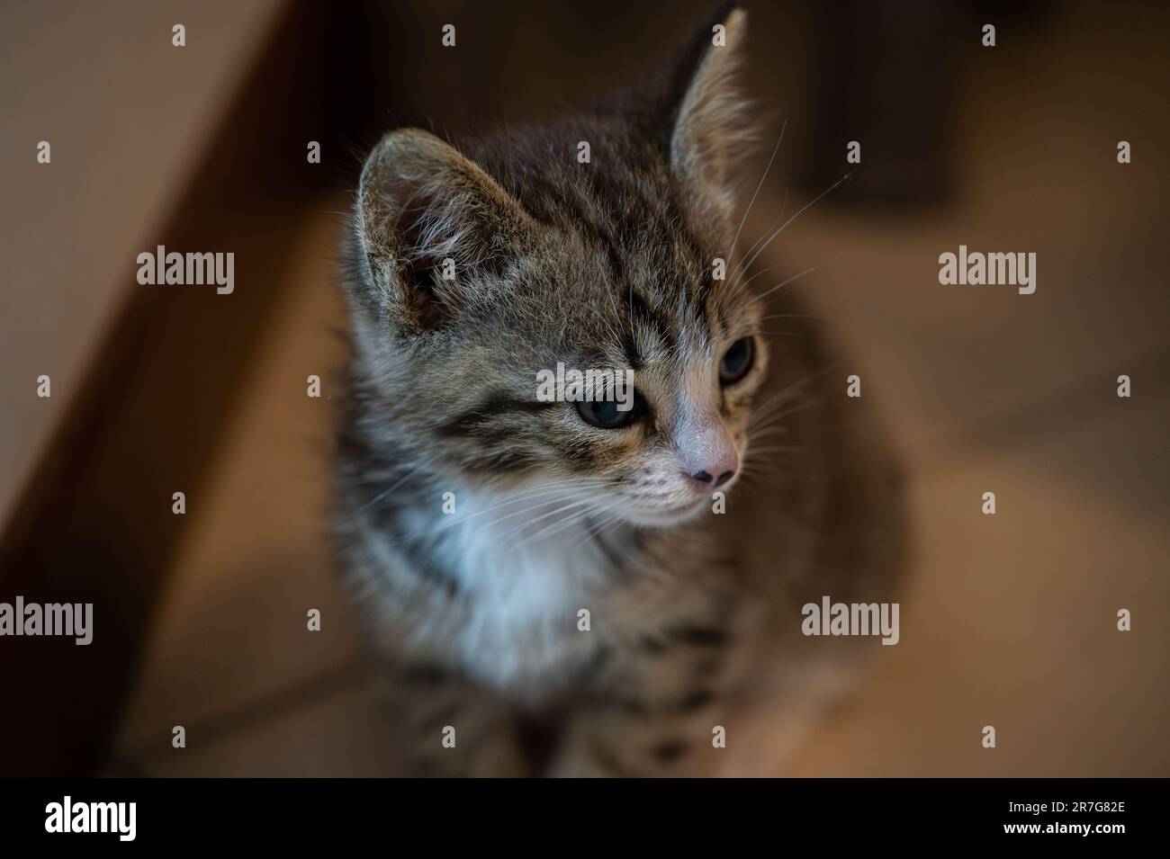 The domestic cat is a small carnivorous mammal belonging to the Felidae ...