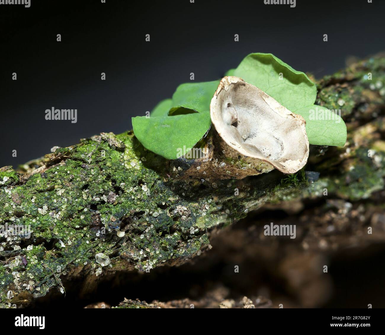 Cyathus olla is a species of saprobic fungus in the genus Cyathus of ...