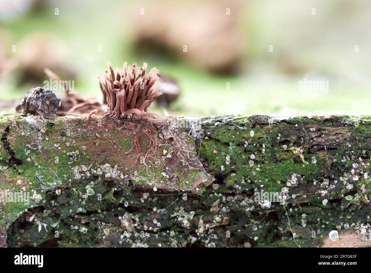 Myxomycetes that grow on decaying wood. Stemonitis fusca Stock Photo ...