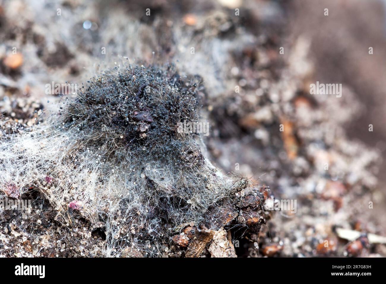 Mold close-up. Close-up of white mold on the soil. Beautiful abstract ...