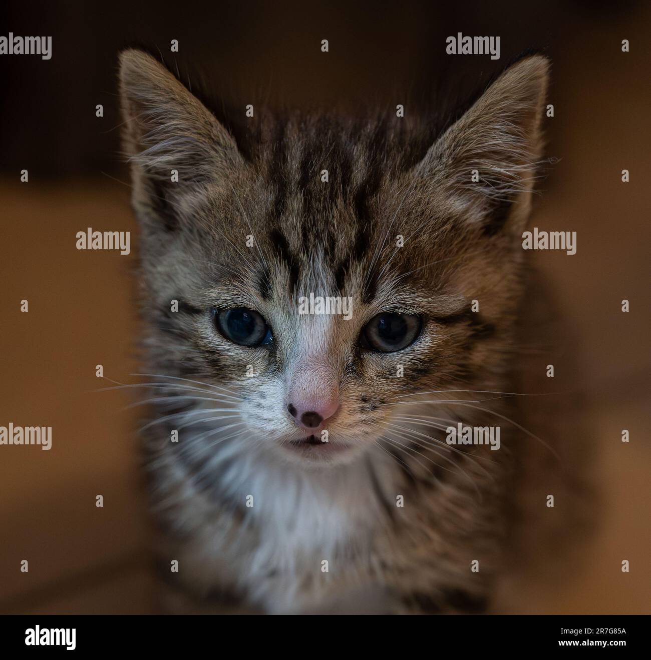 The domestic cat is a small carnivorous mammal belonging to the Felidae ...