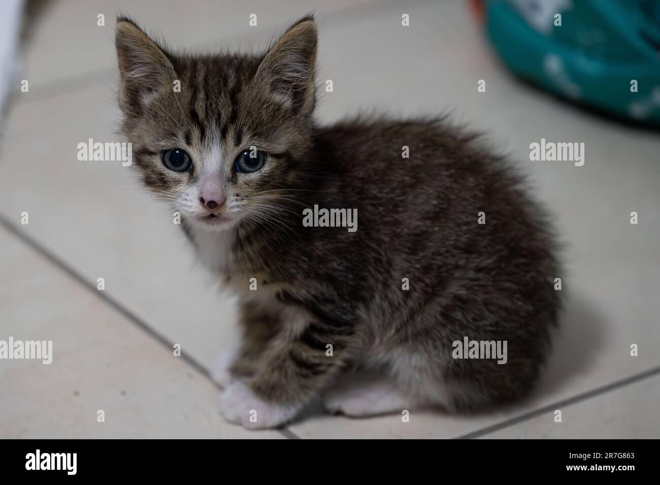 The domestic cat is a small carnivorous mammal belonging to the Felidae ...