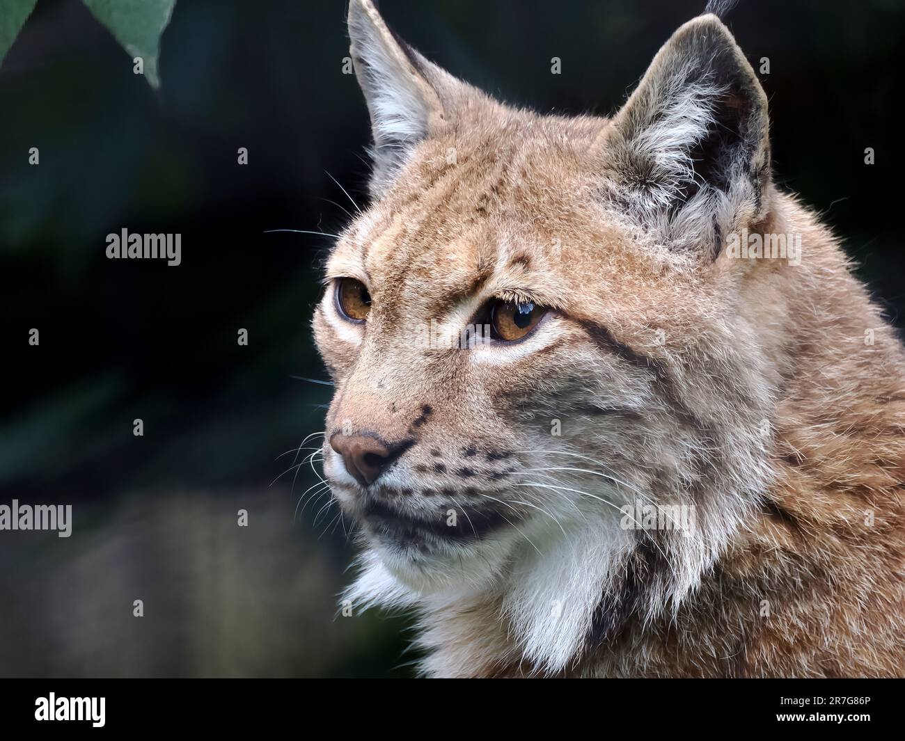 Eurasian lynx, Eurasischer Luchs, Nordluchs, Lynx boréal, Lynx lynx ...