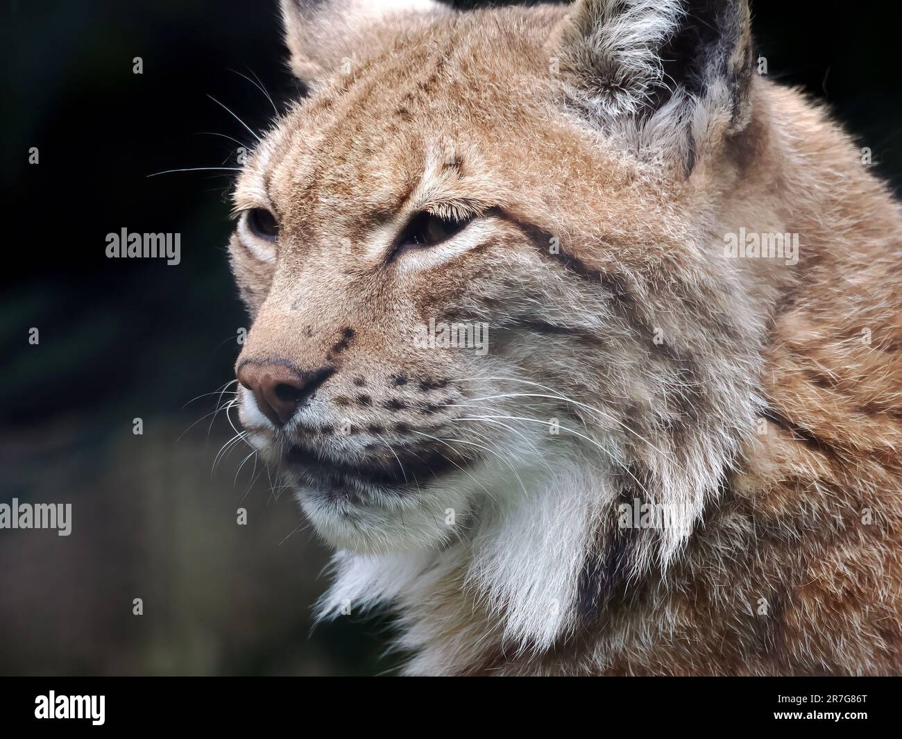 Eurasian lynx, Eurasischer Luchs, Nordluchs, Lynx boréal, Lynx lynx ...