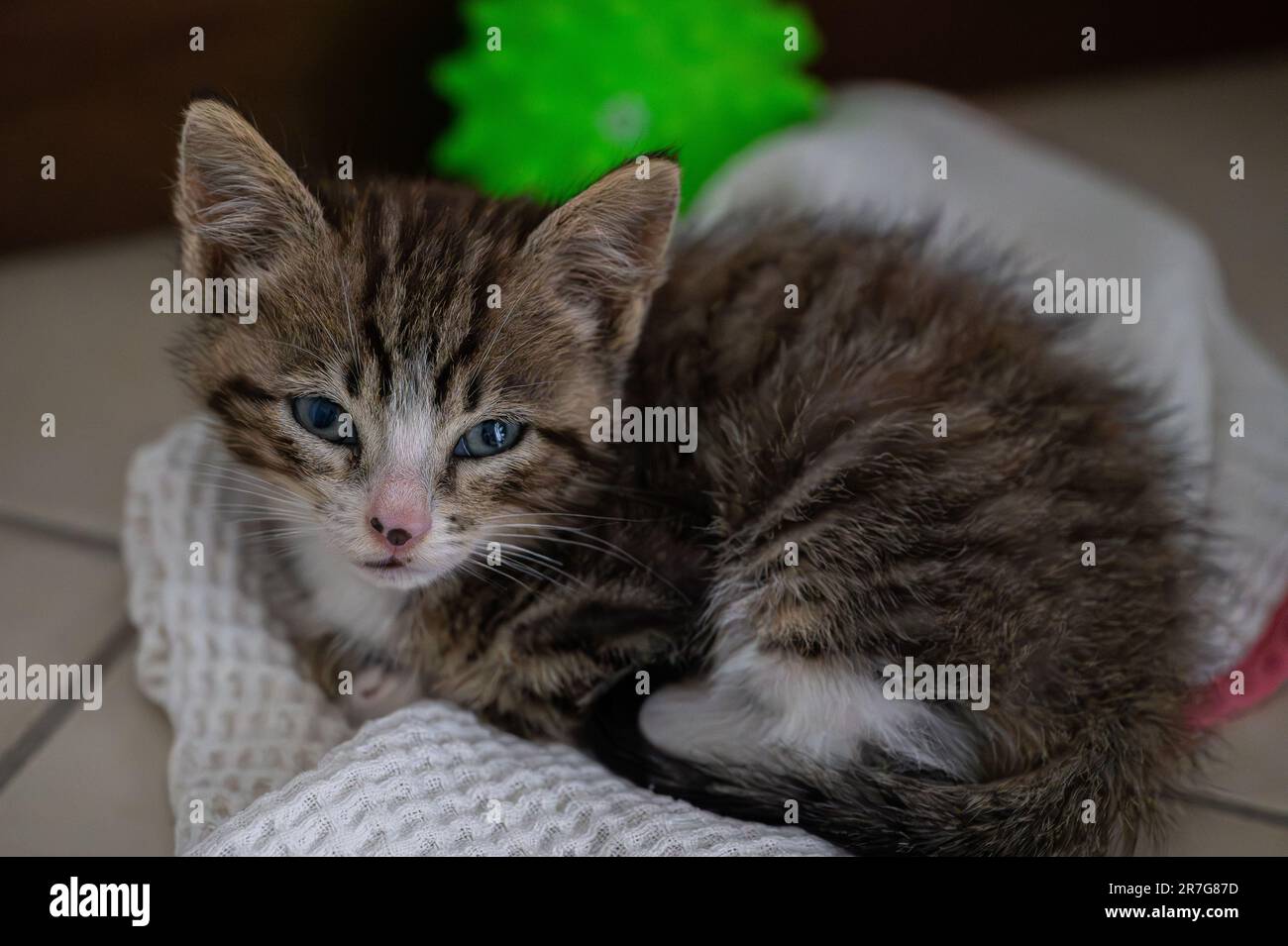 The domestic cat is a small carnivorous mammal belonging to the Felidae ...