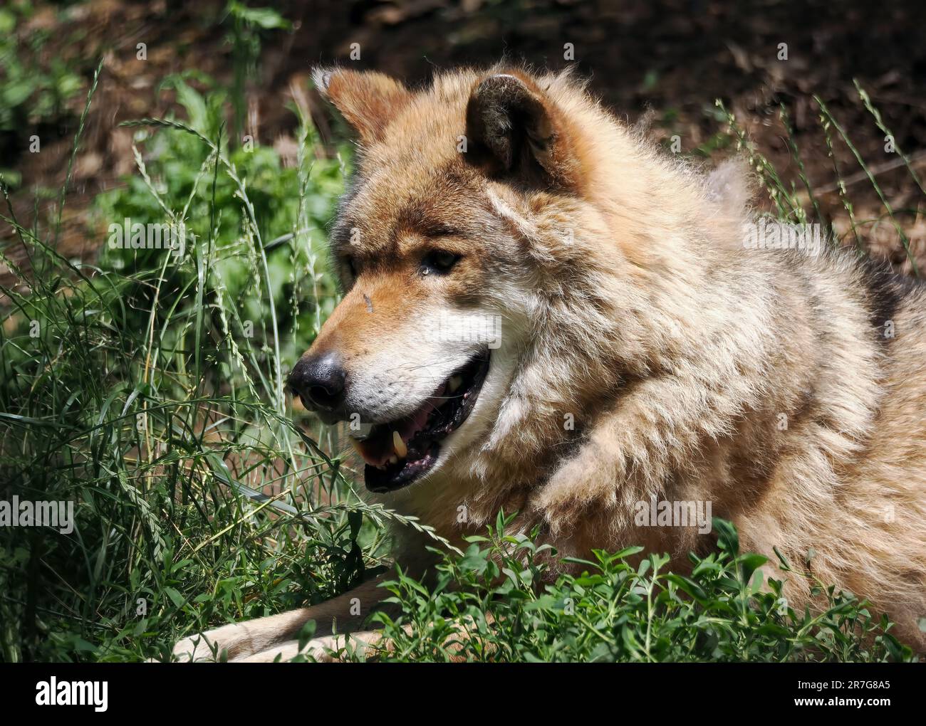 Wolf, Canis lupus, farkas, Zoo, Hungary, Europe Stock Photo - Alamy
