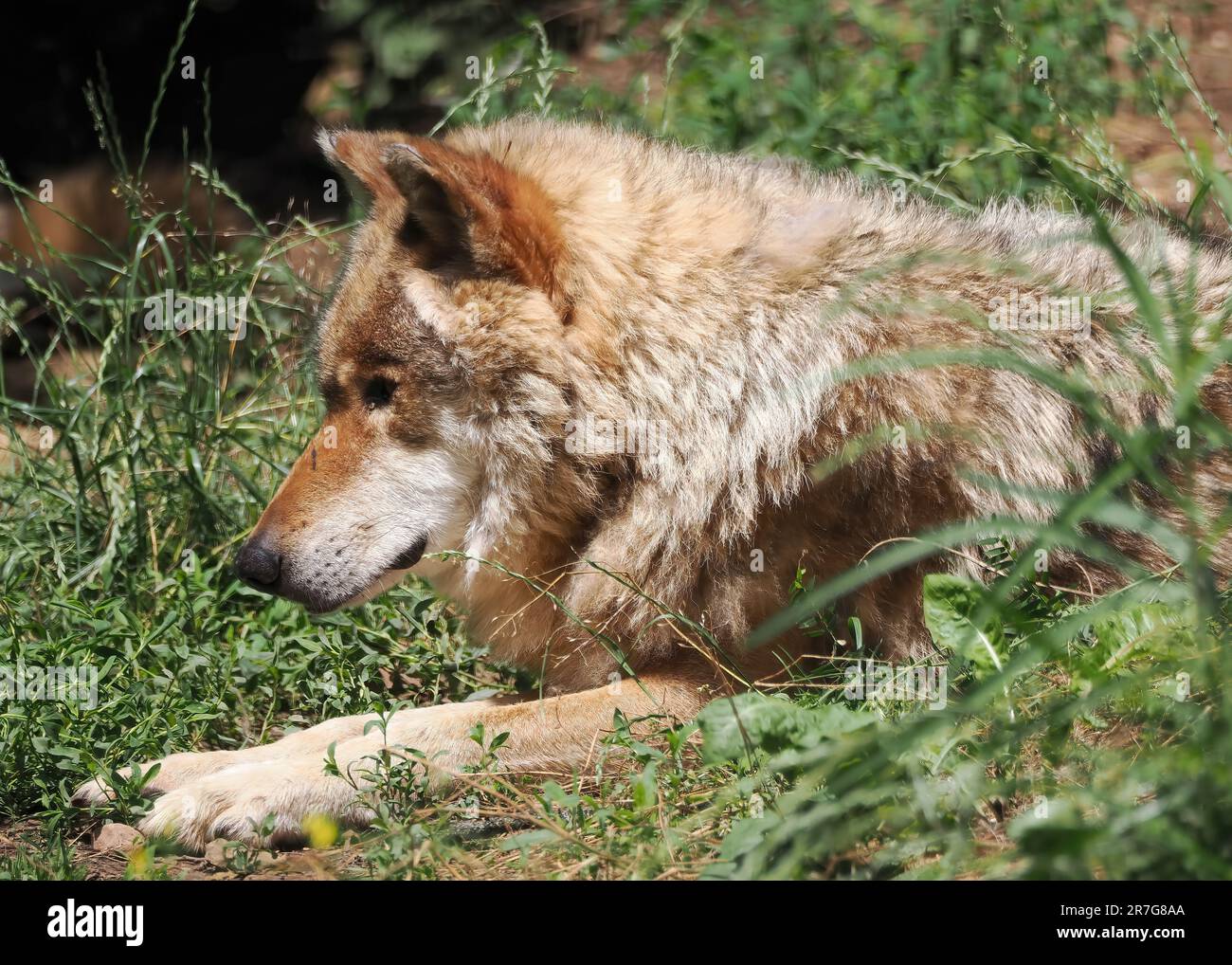Wolf, Canis lupus, farkas, Zoo, Hungary, Europe Stock Photo - Alamy