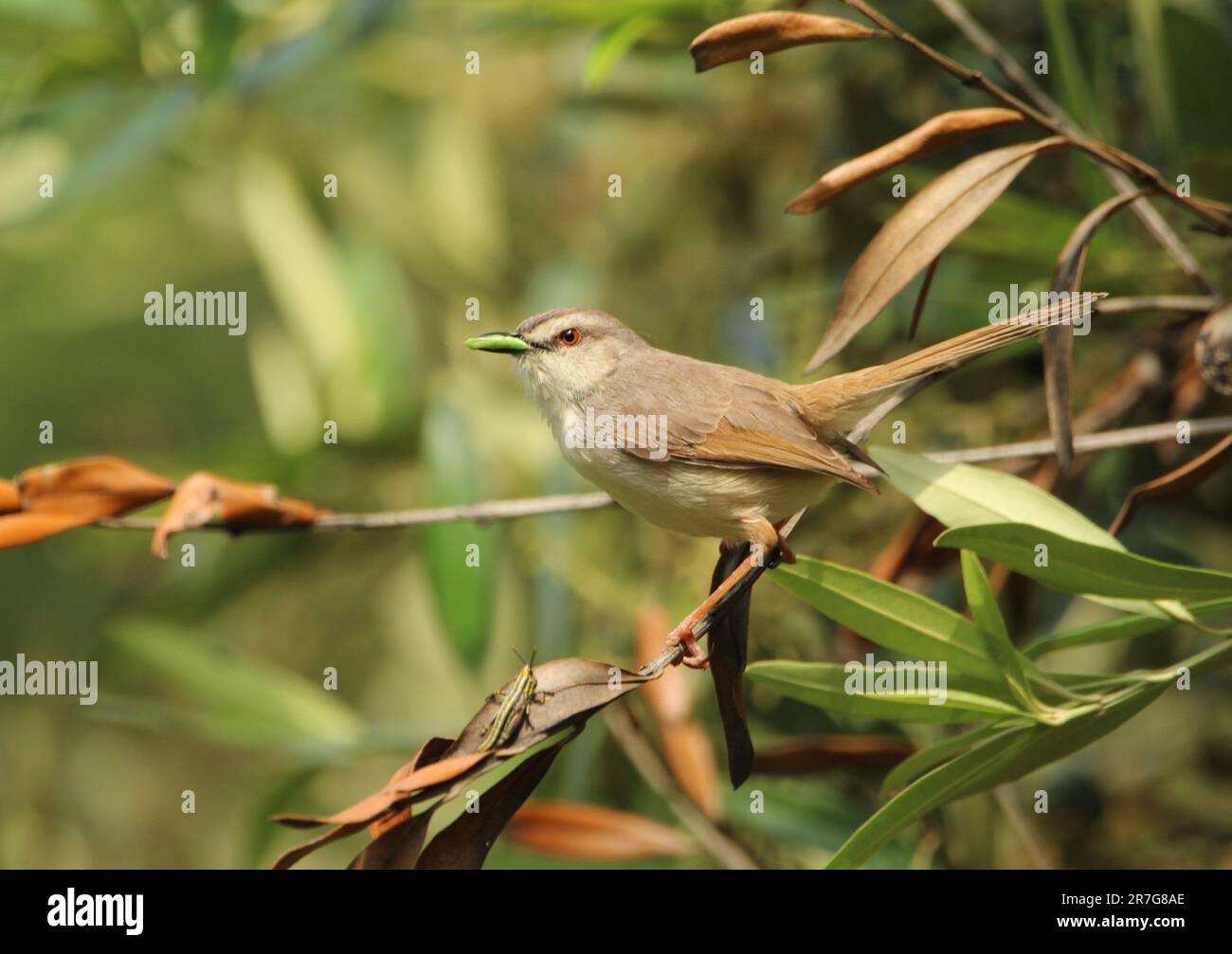 Prinia inornata sykes hi-res stock photography and images - Alamy