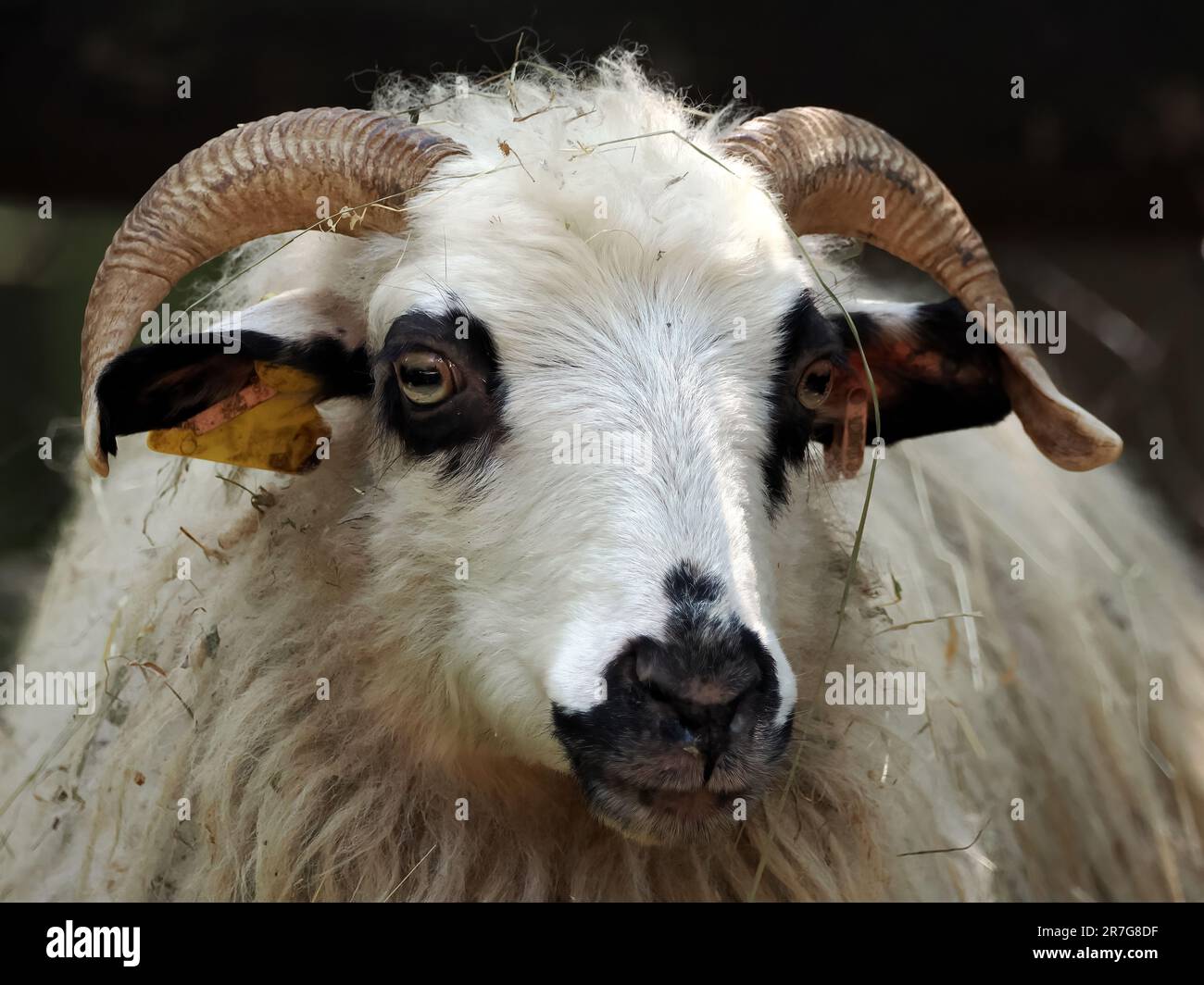 Gyimesi racka hi-res stock photography and images - Alamy