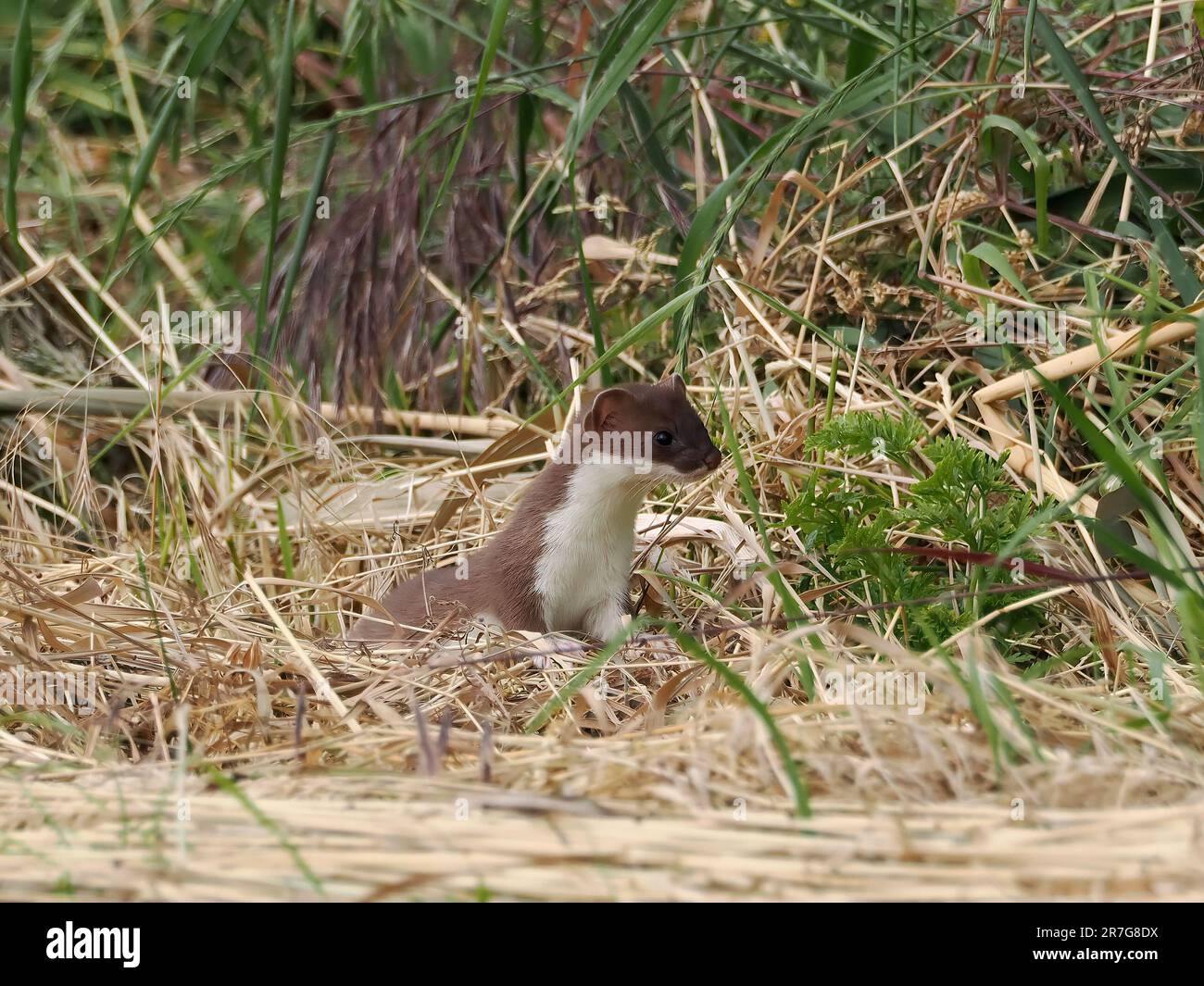 Grosses wiesel hi-res stock photography and images - Alamy