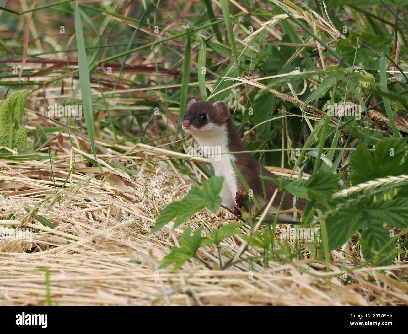 Grosses wiesel hi-res stock photography and images - Alamy