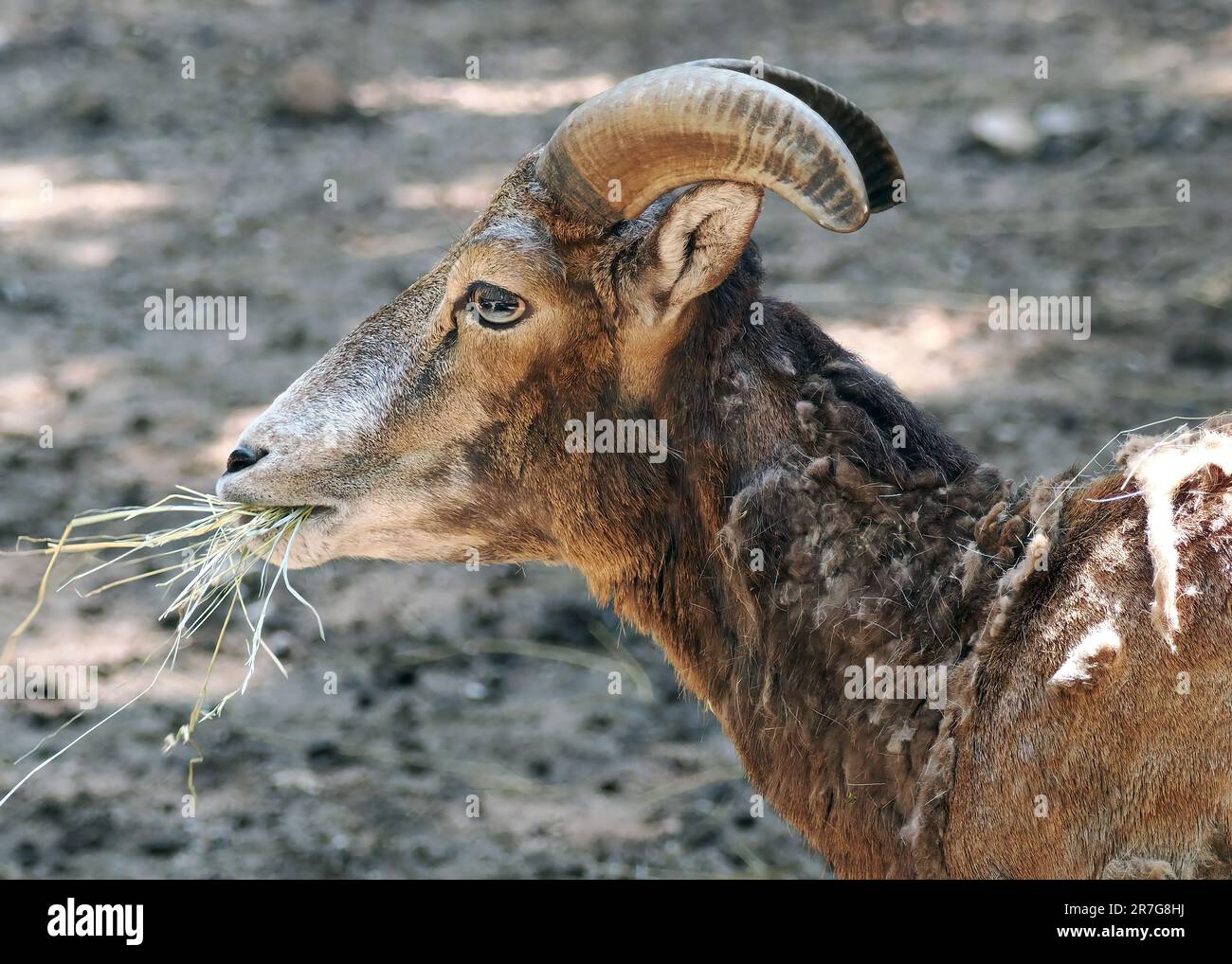 Muflon hi-res stock photography and images - Alamy