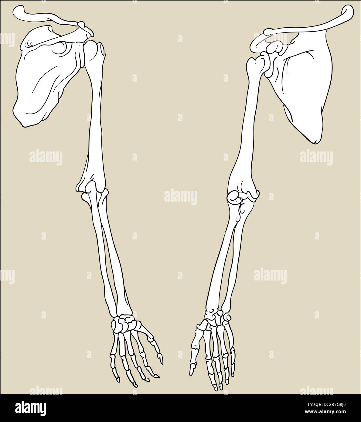 Human anatomy view hand Stock Vector Images - Alamy