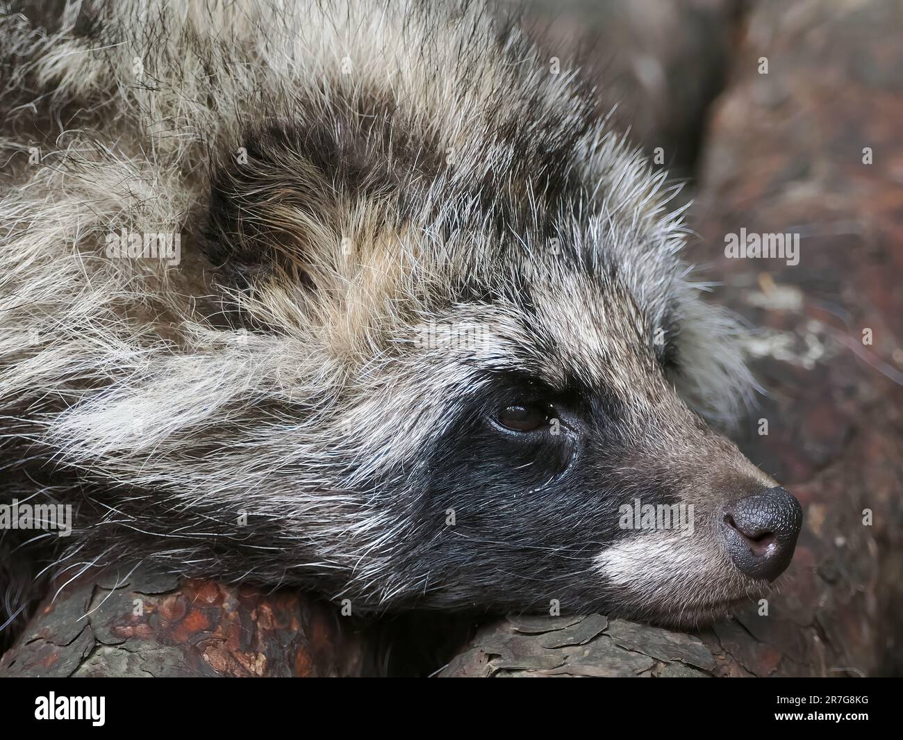 common raccoon dog, Chinese or Asian raccoon dog, Marderhund, chien ...