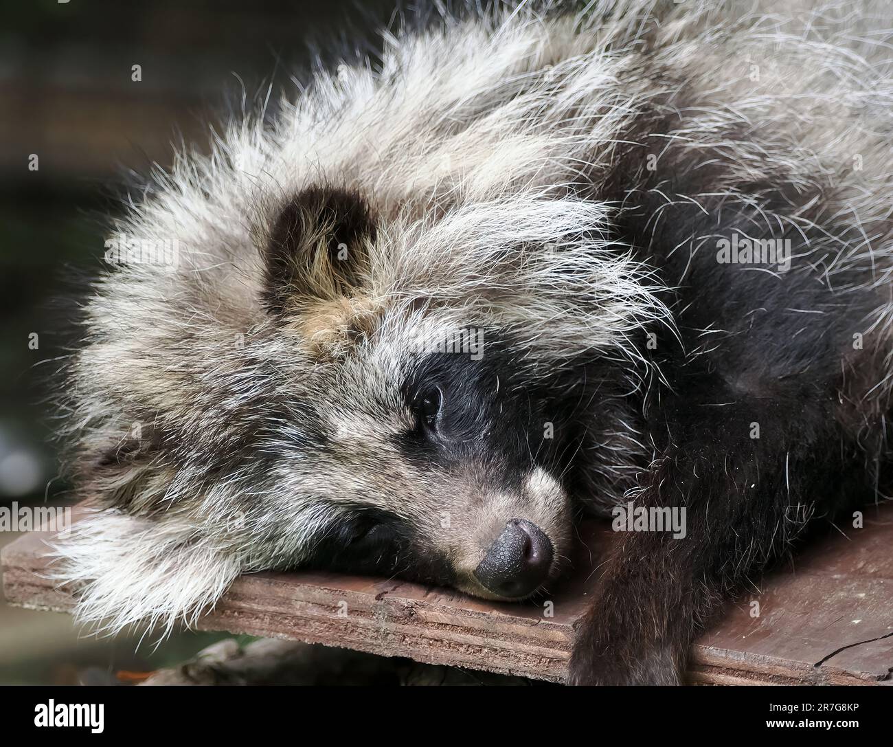 common raccoon dog, Chinese or Asian raccoon dog, Marderhund, chien ...